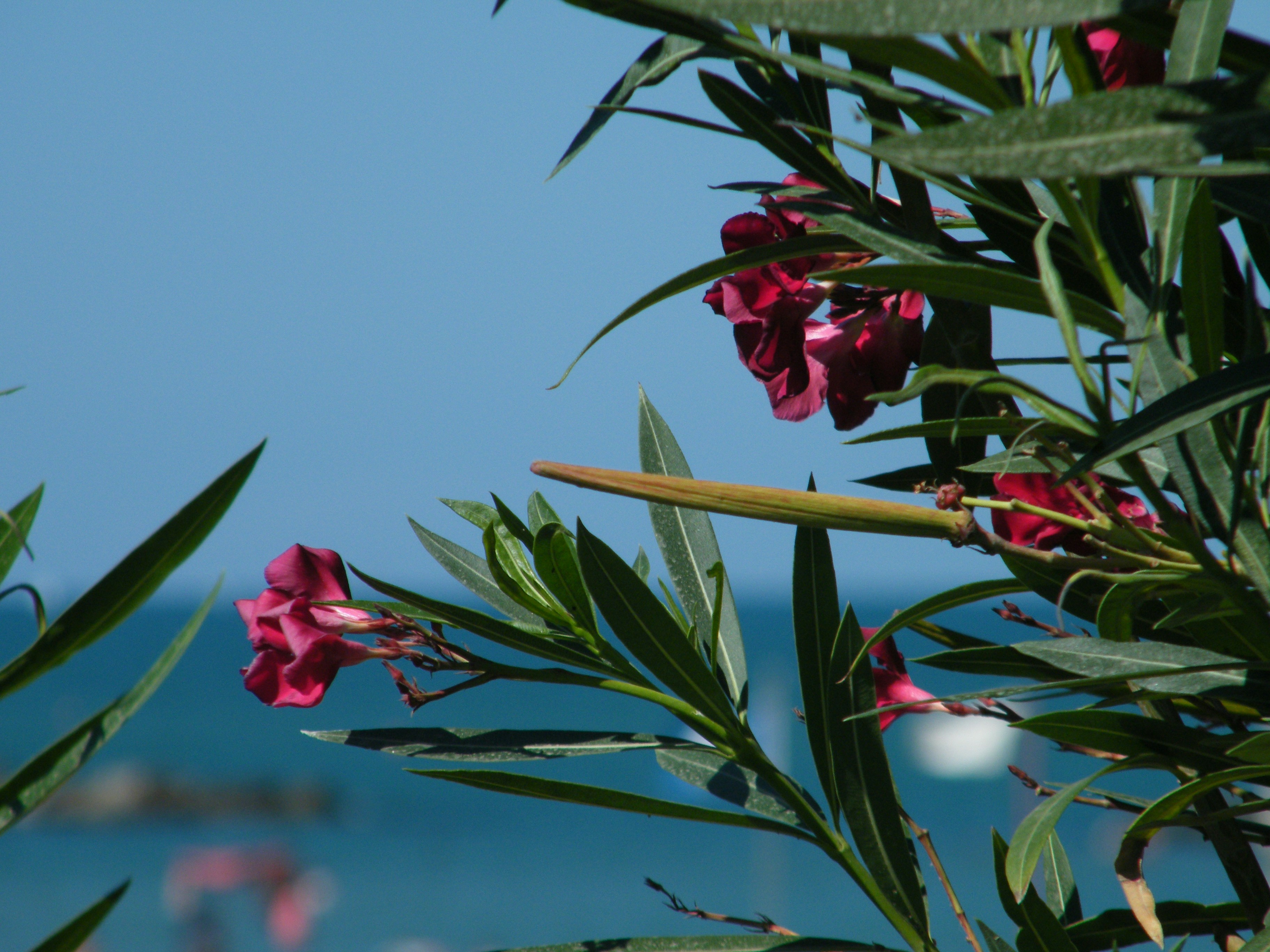 Vibrant pink flowers framed by green leaves with a blurred ocean backdrop.