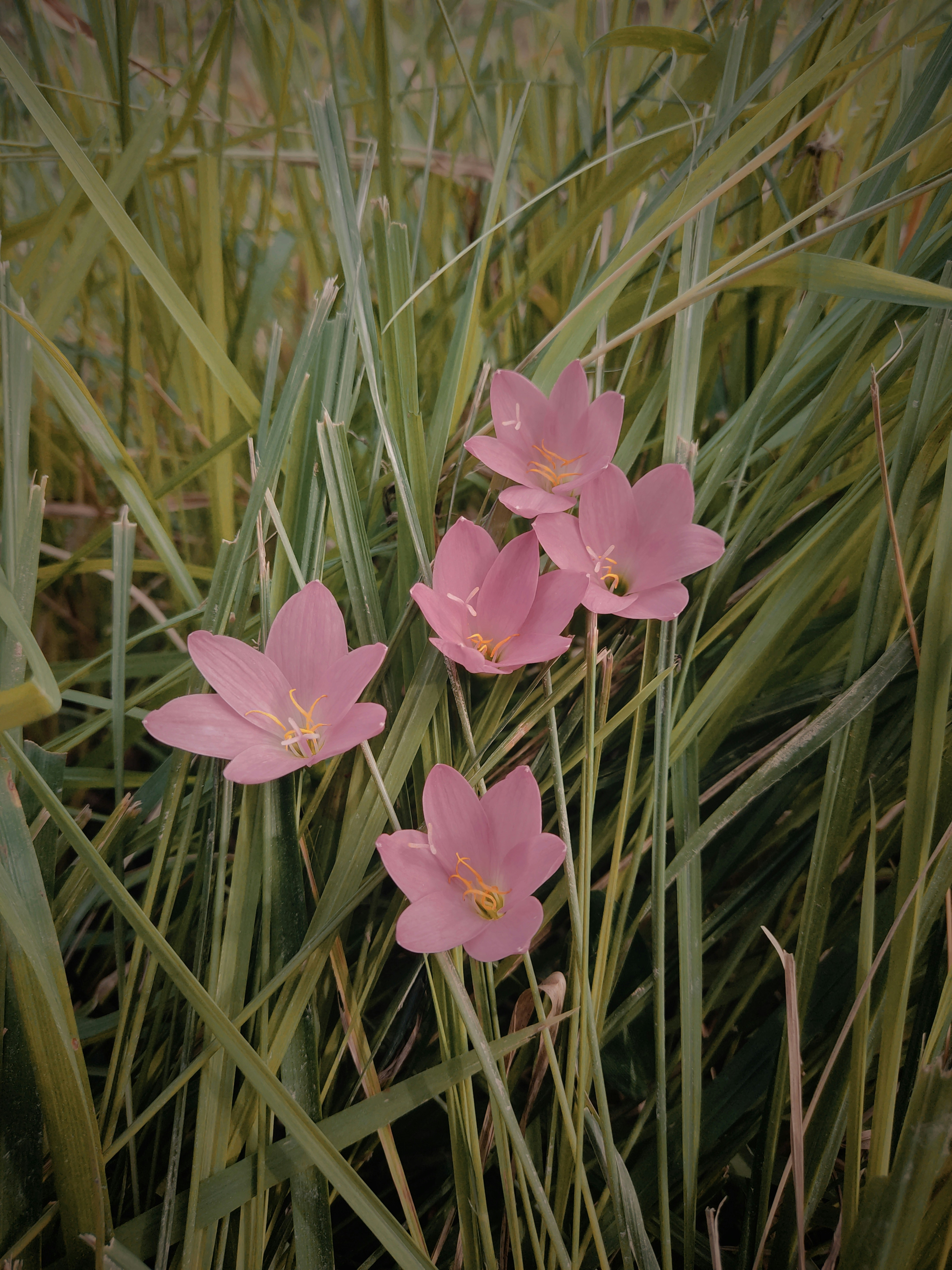 Delicate pink flowers nestled among lush green grass, showcasing nature's vibrant palette.