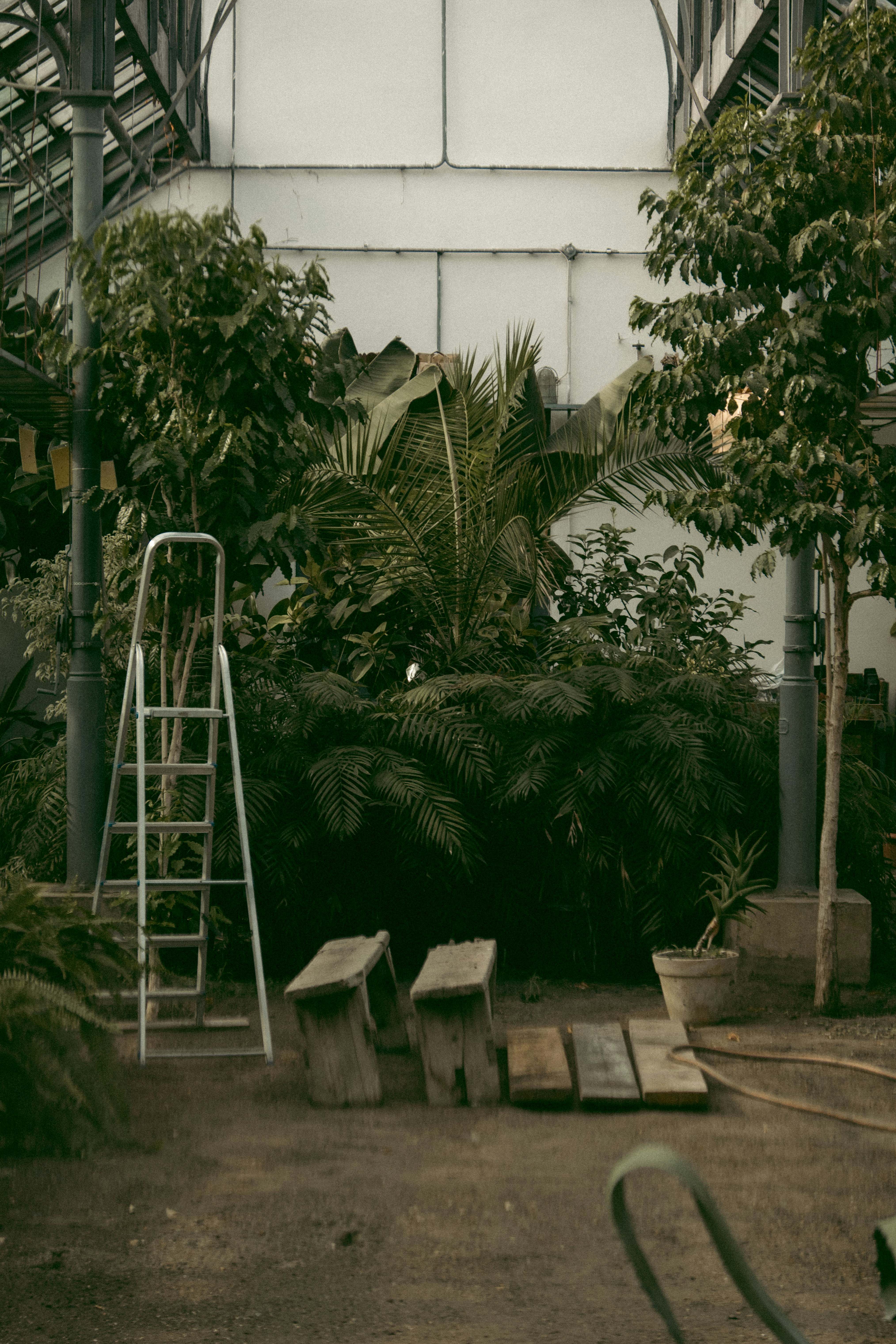 Ladder in the Glasshouse: Quiet Aftercare Among Jungle-like Foliage