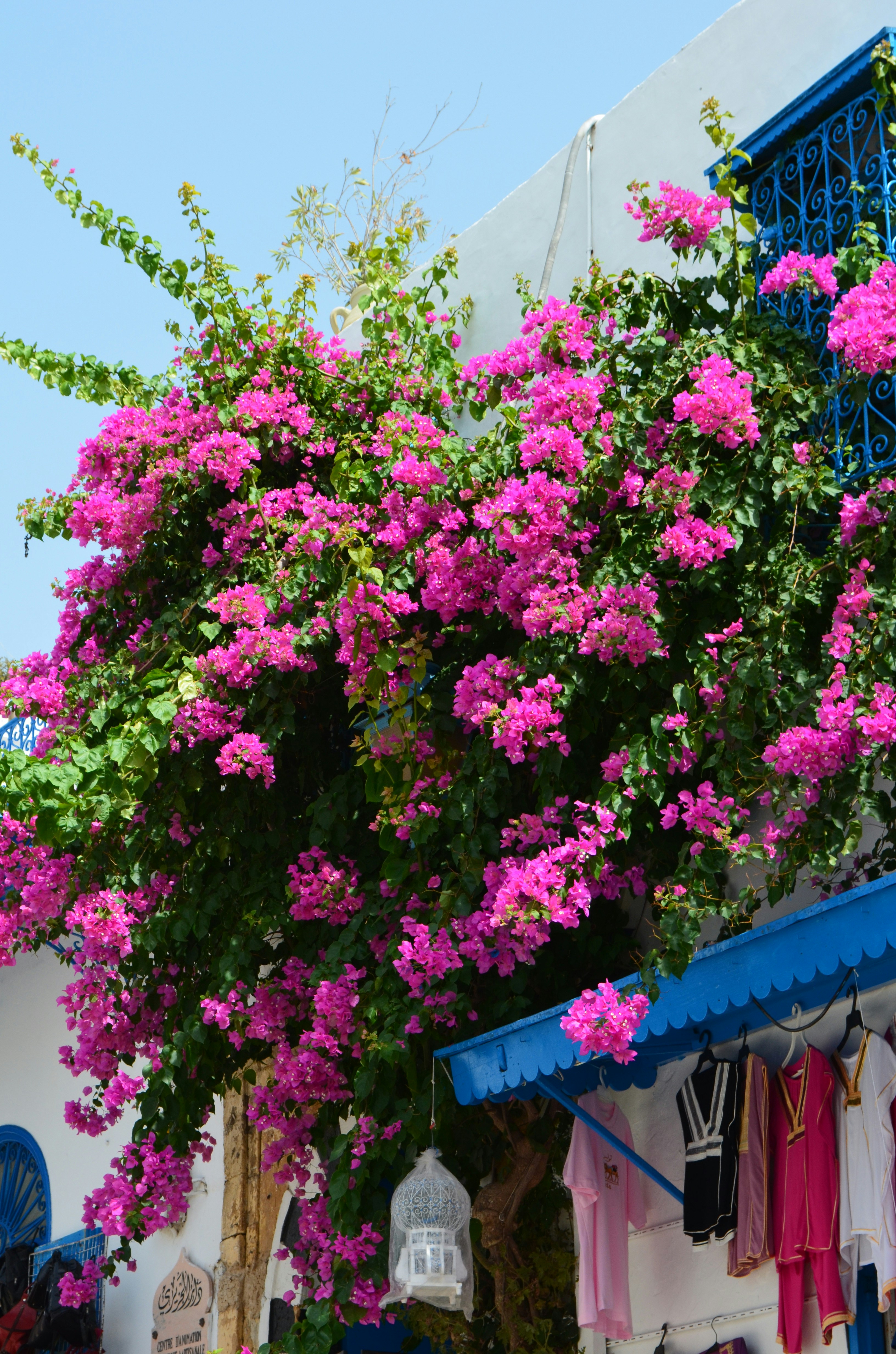 Bougainvillea Cascade Over a Mediterranean storefront