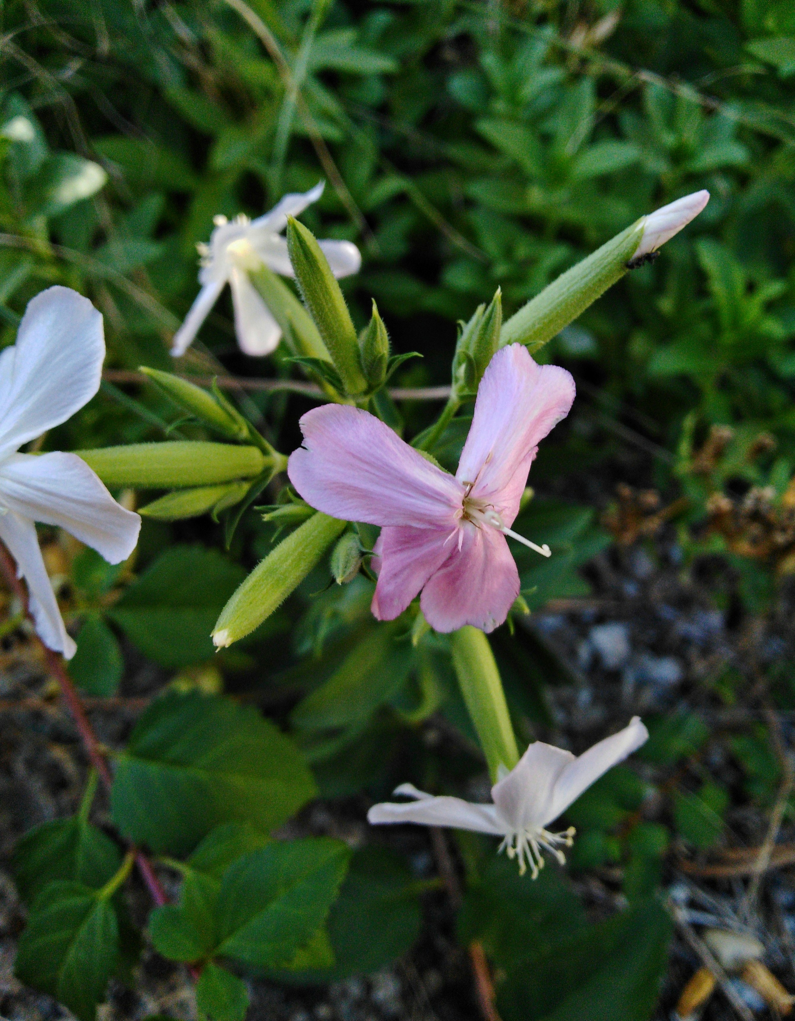Close-up photograph of a pink hibiscus bloom framed by white petals and dense green foliage.