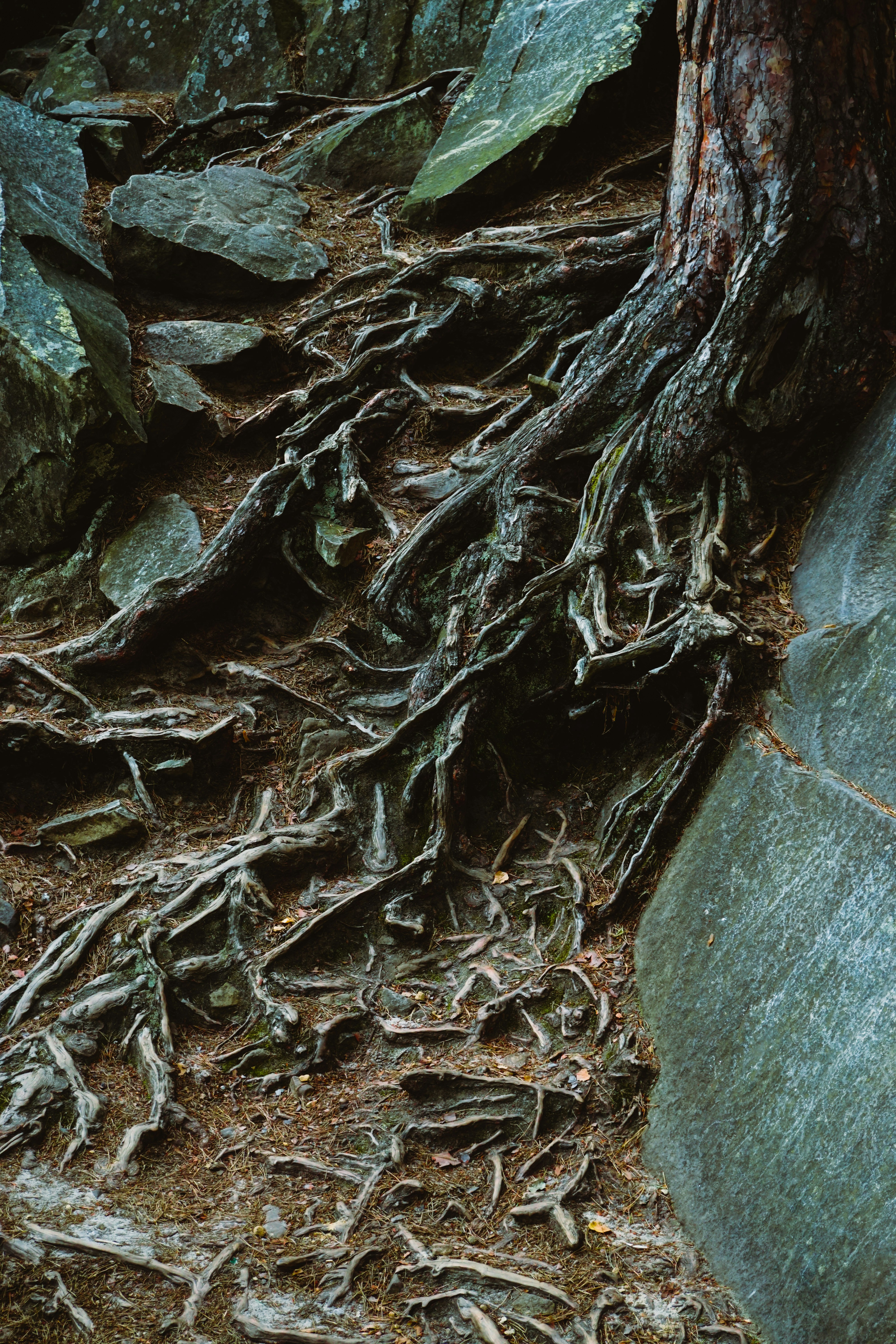 Twisted tree roots intertwine with rugged stones, showcasing the resilience of nature in a forested environment.