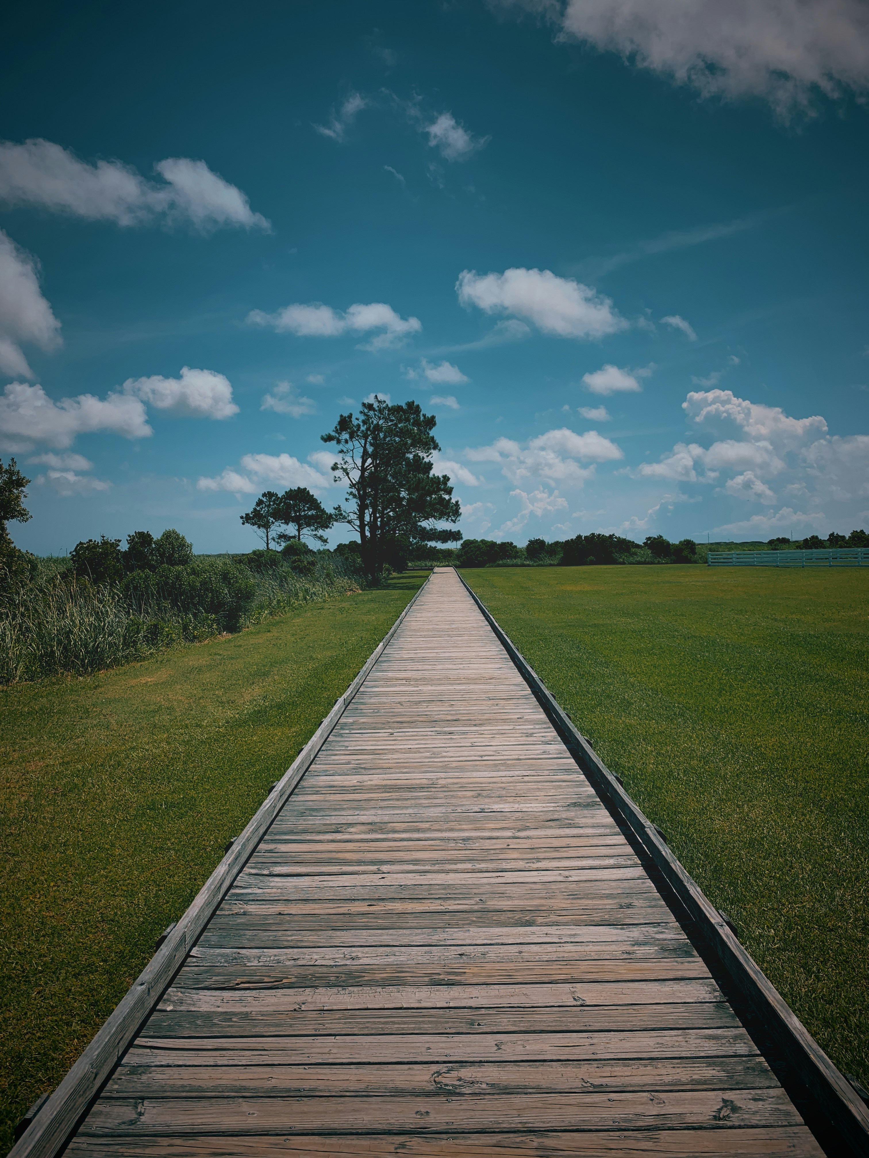 Wooden pathway leading through lush greenery under a vibrant sky, inviting exploration. A tree stands prominently at the horizon.