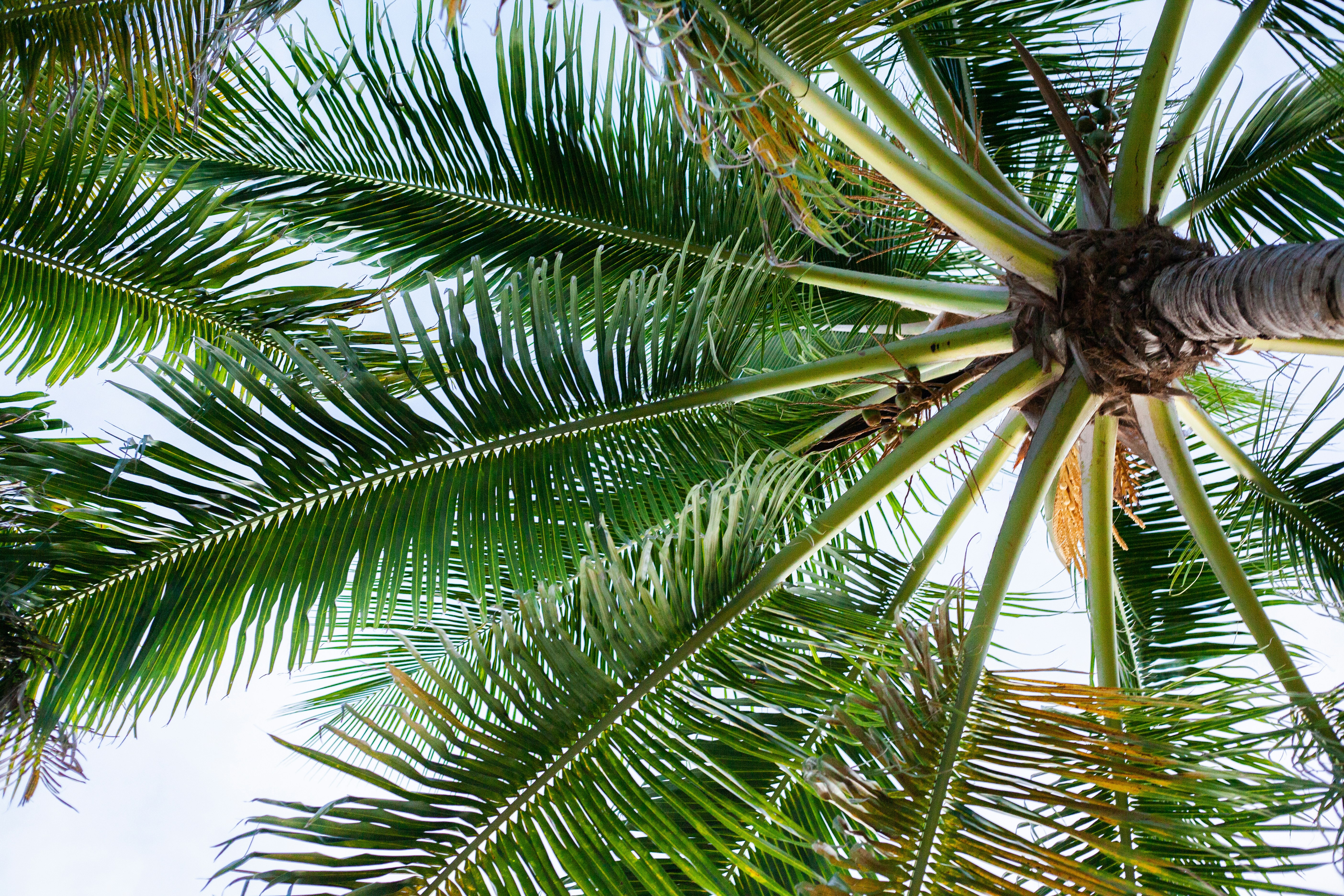 Imágenes de Palmera Verde | Descarga imágenes gratuitas en Unsplash