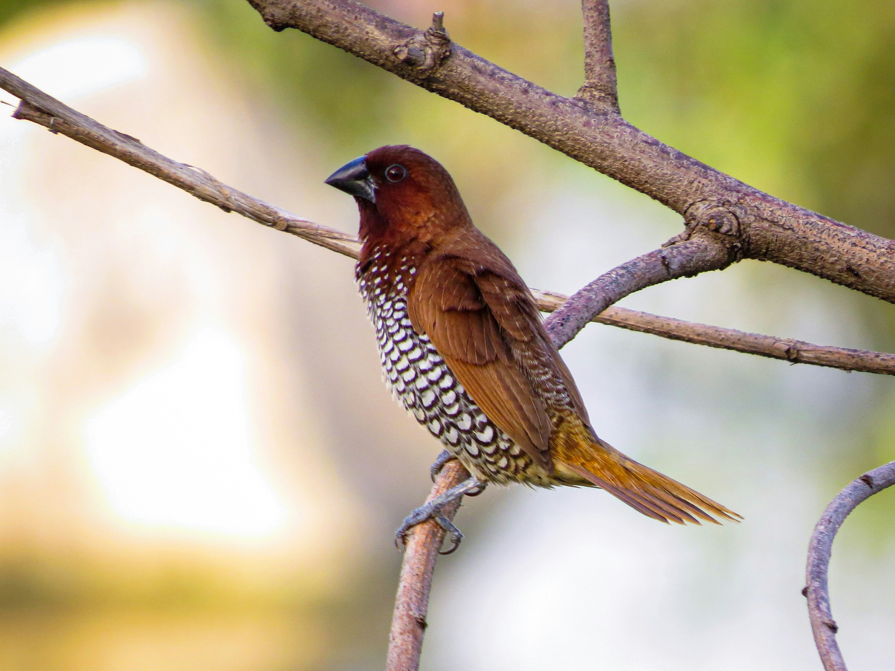 Brown and white bird perched on a slender tree branch with blurred green background.