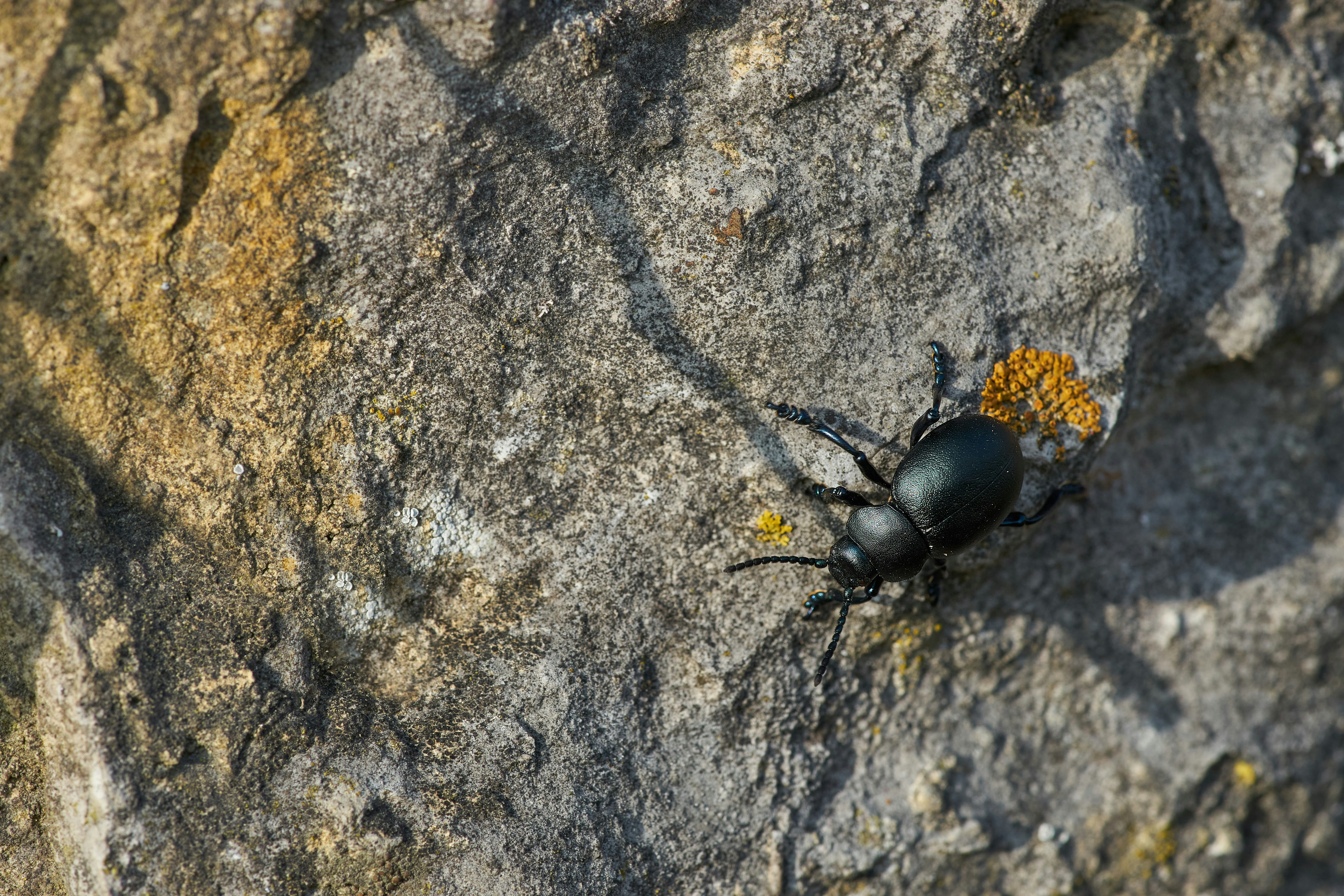 Granite Sentinel: Metallic Beetle Among Orange Lichen