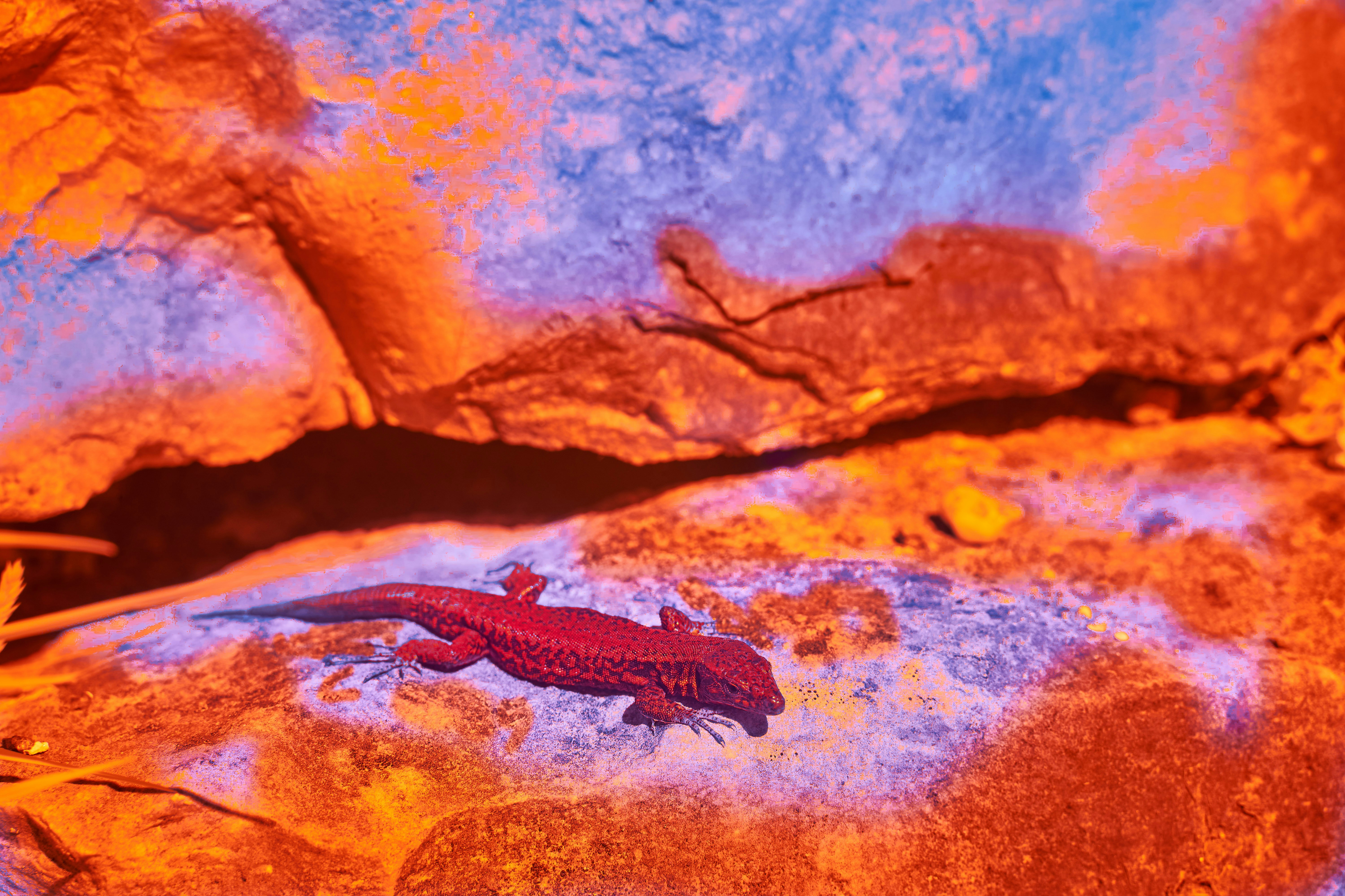 Crimson Salamander on Neon Rock Under Electric Sunset Lighting
