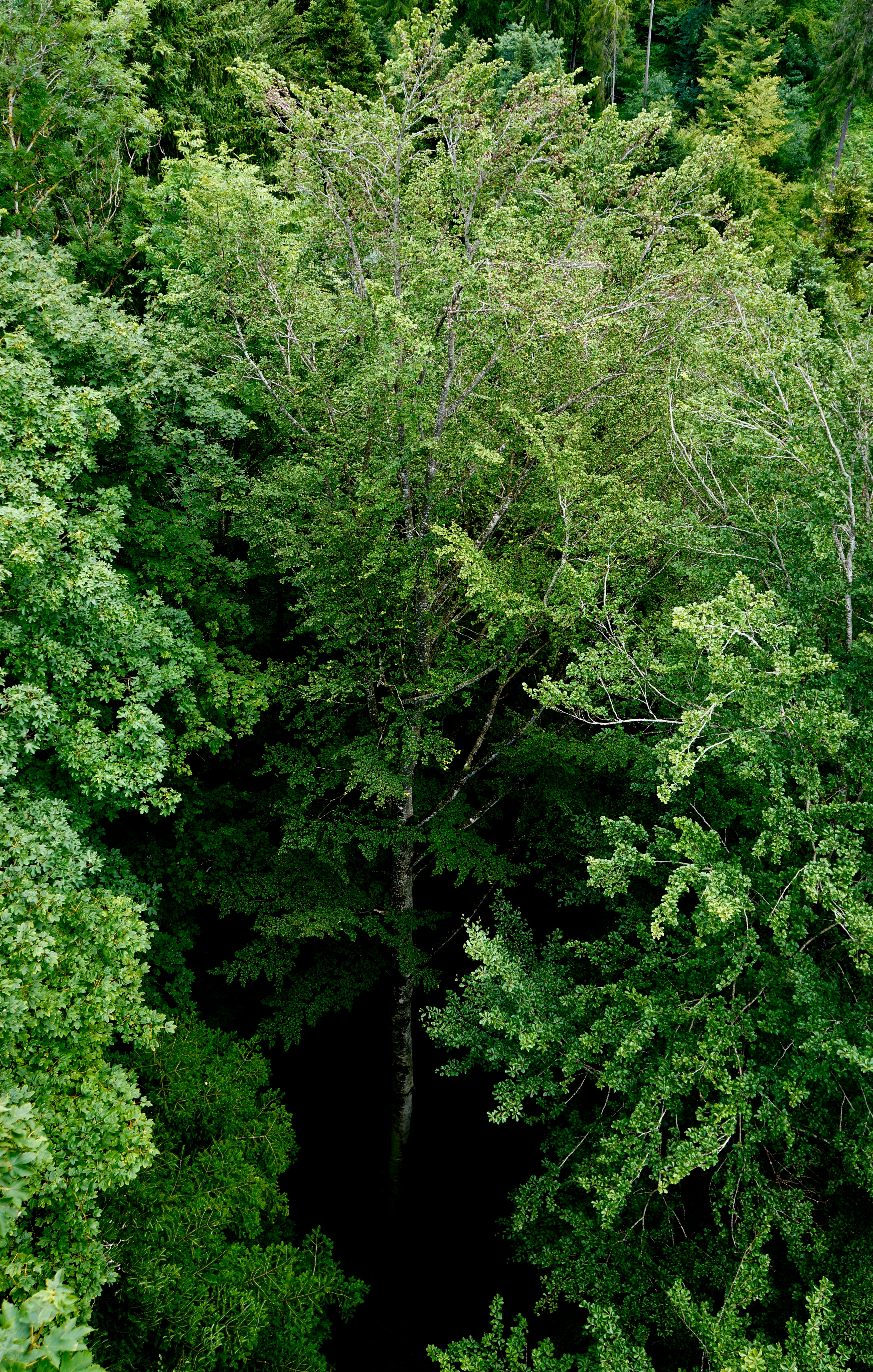 A solitary tree rises amidst a dense canopy of vibrant green foliage, showcasing the beauty of nature's resilience.