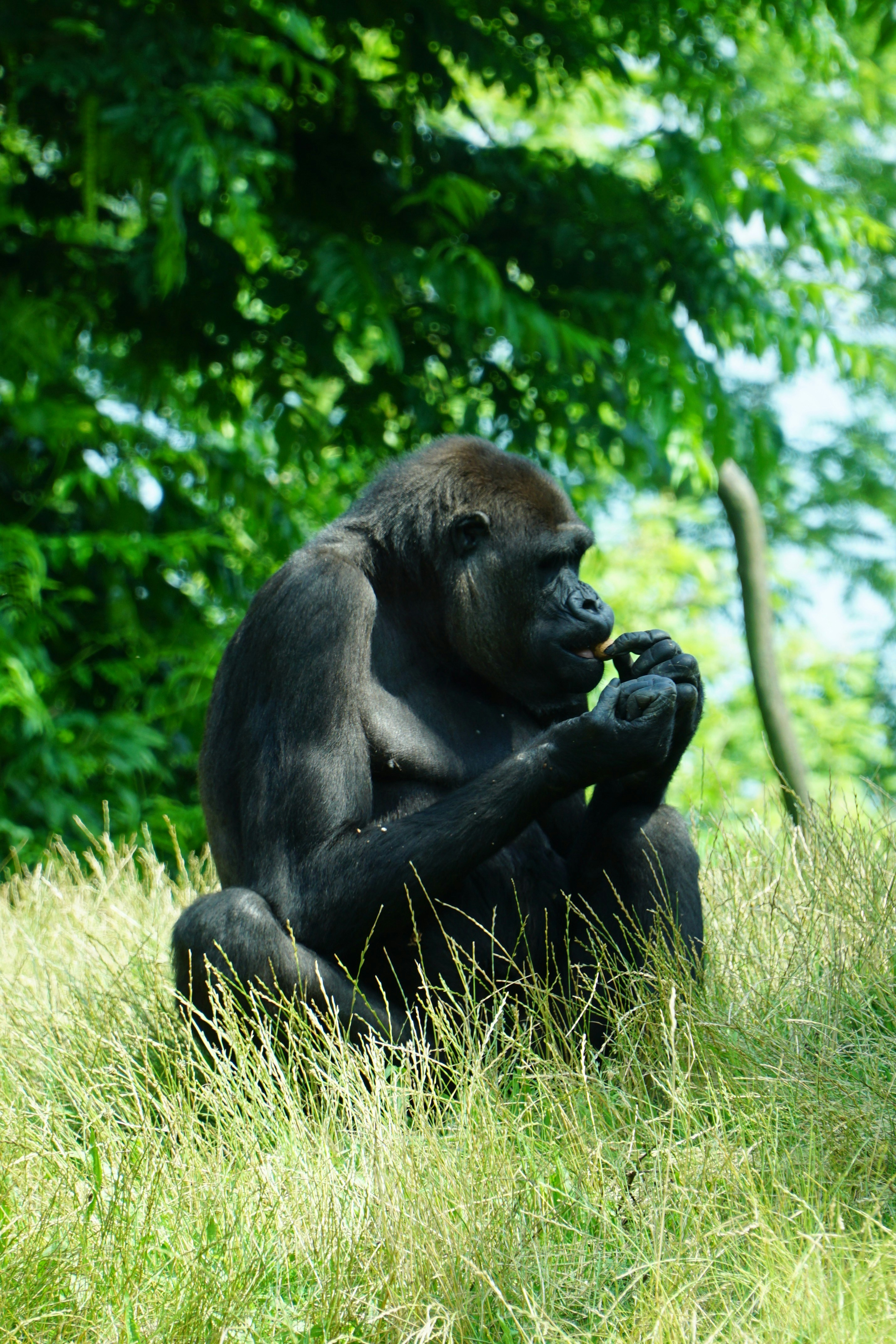 Contemplative Gorilla in the Grass Under Dappled Light