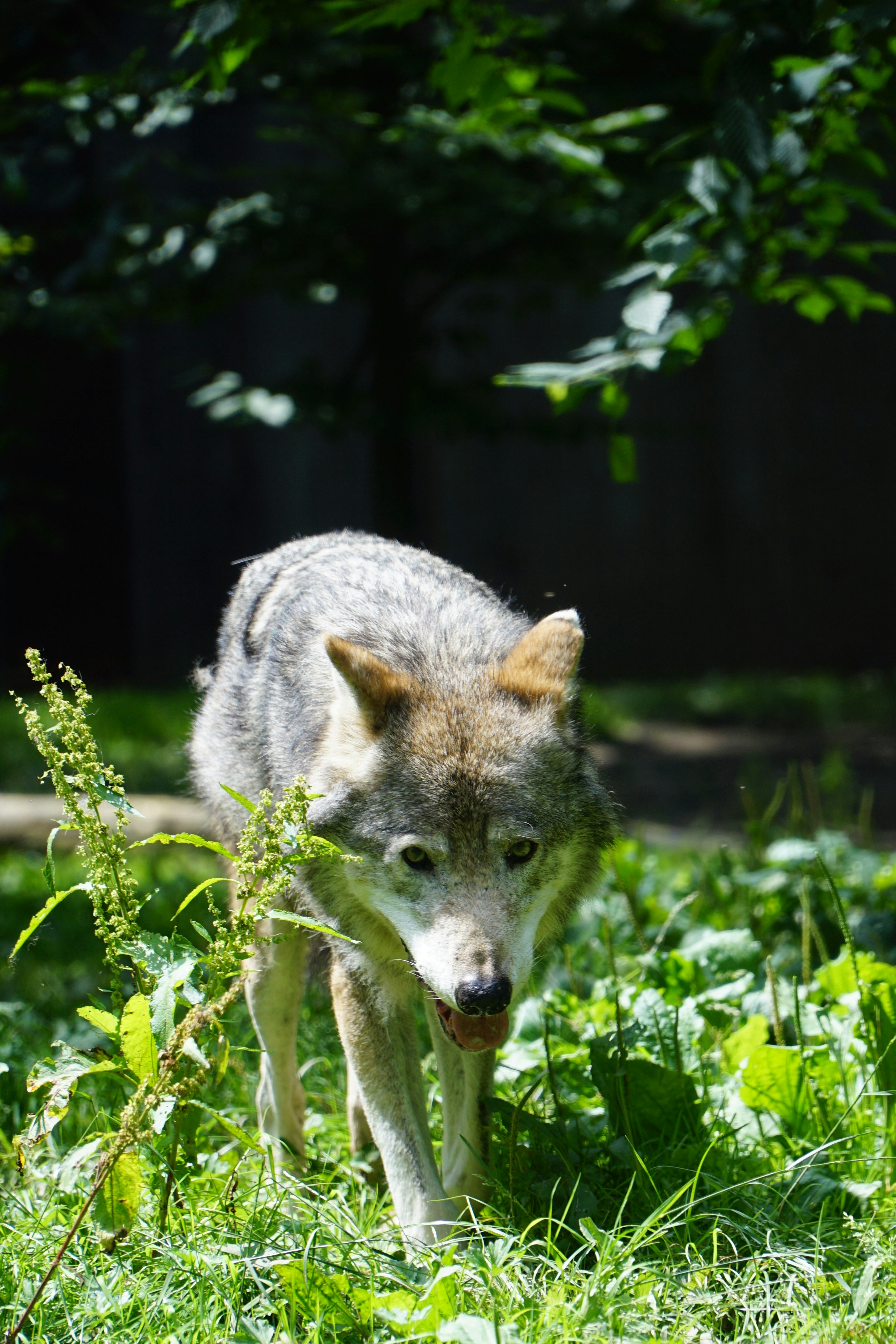 Grey wolf on green grass during daytime photo – Free Wolf Image on Unsplash