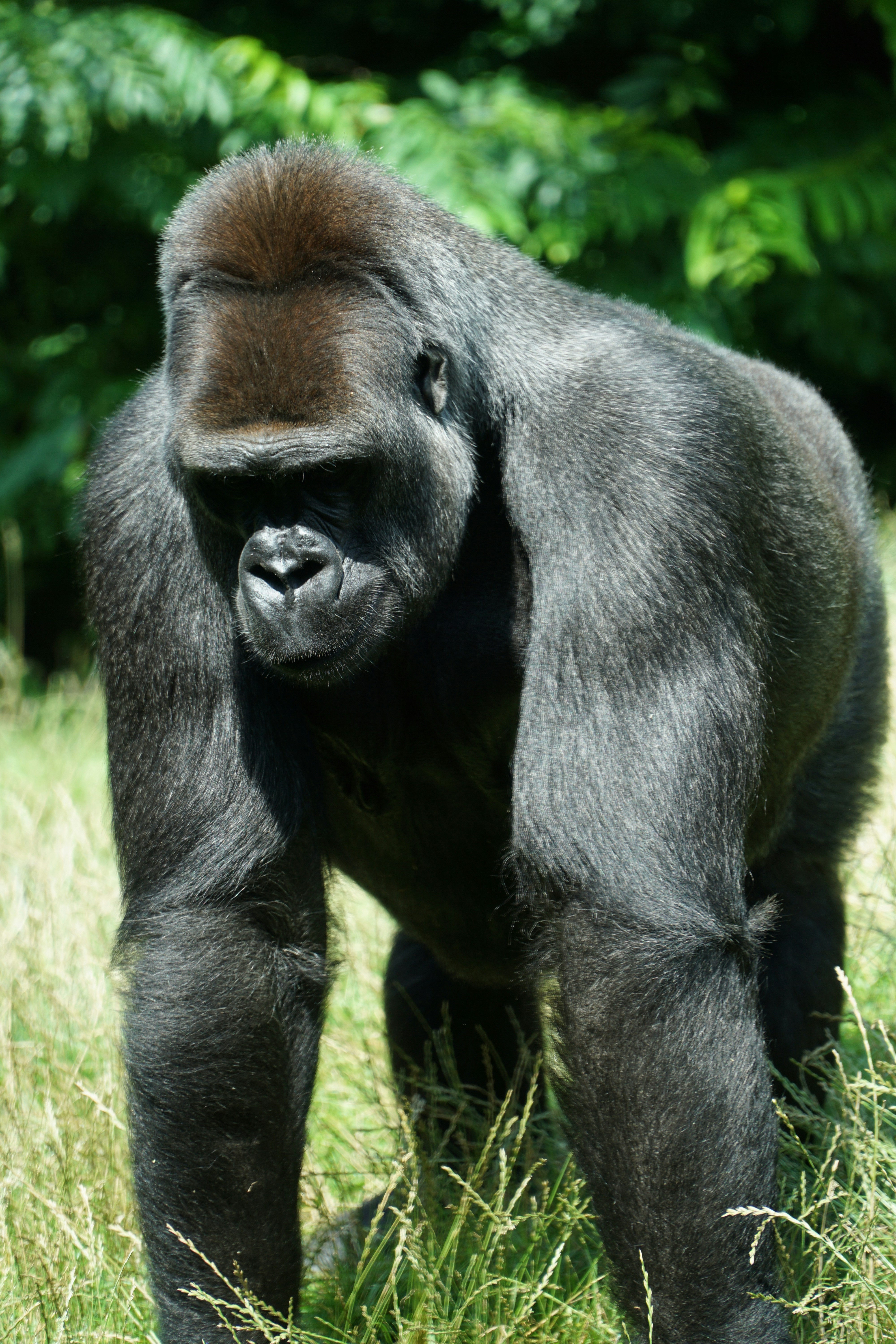 Black gorilla standing on green grass with trees in the background during daytime.