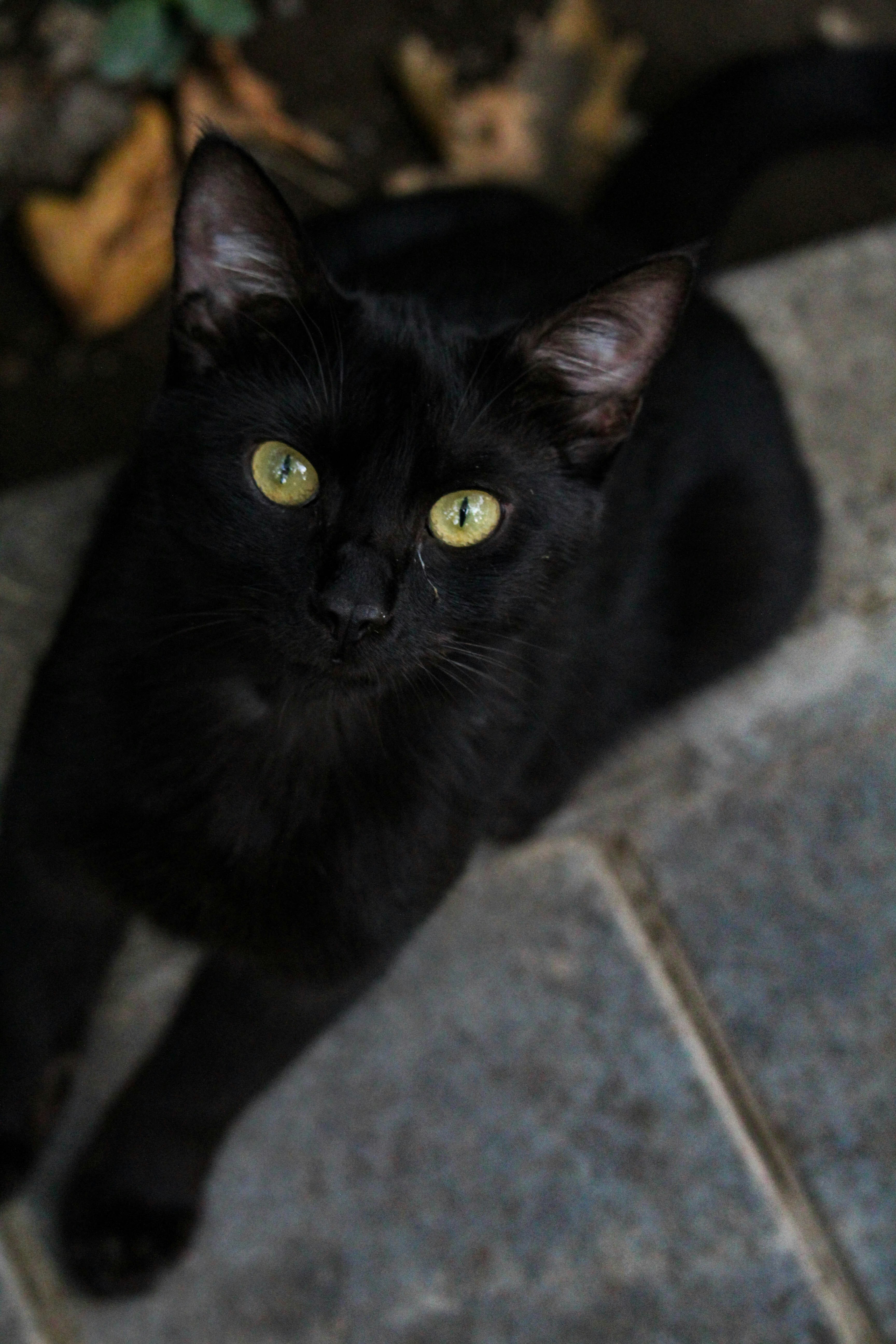 A sleek black cat with striking green eyes gazes curiously from a stone surface, surrounded by autumn leaves.