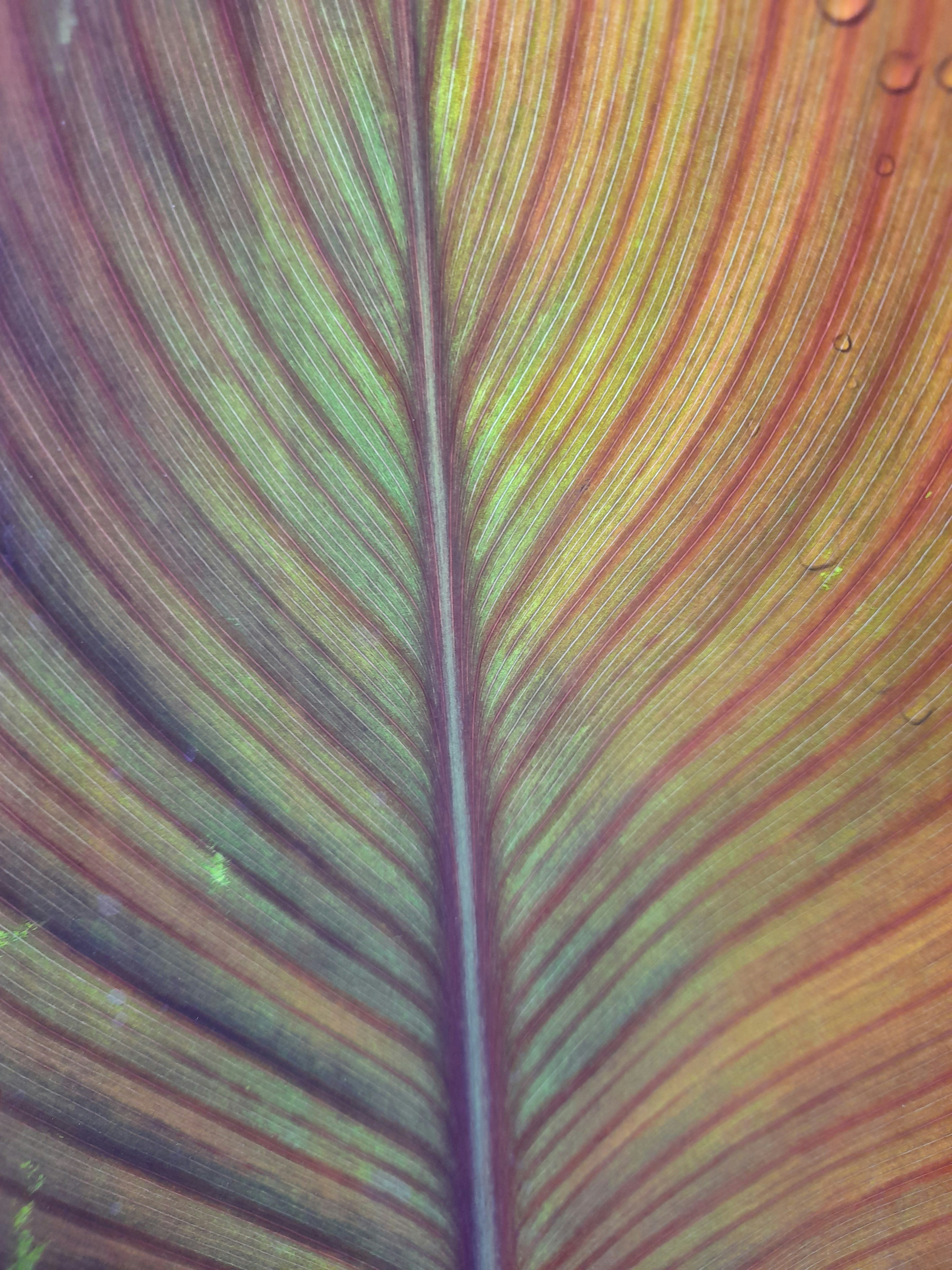Close-up of a vibrant leaf showcasing intricate patterns and colors, glistening with droplets of water.