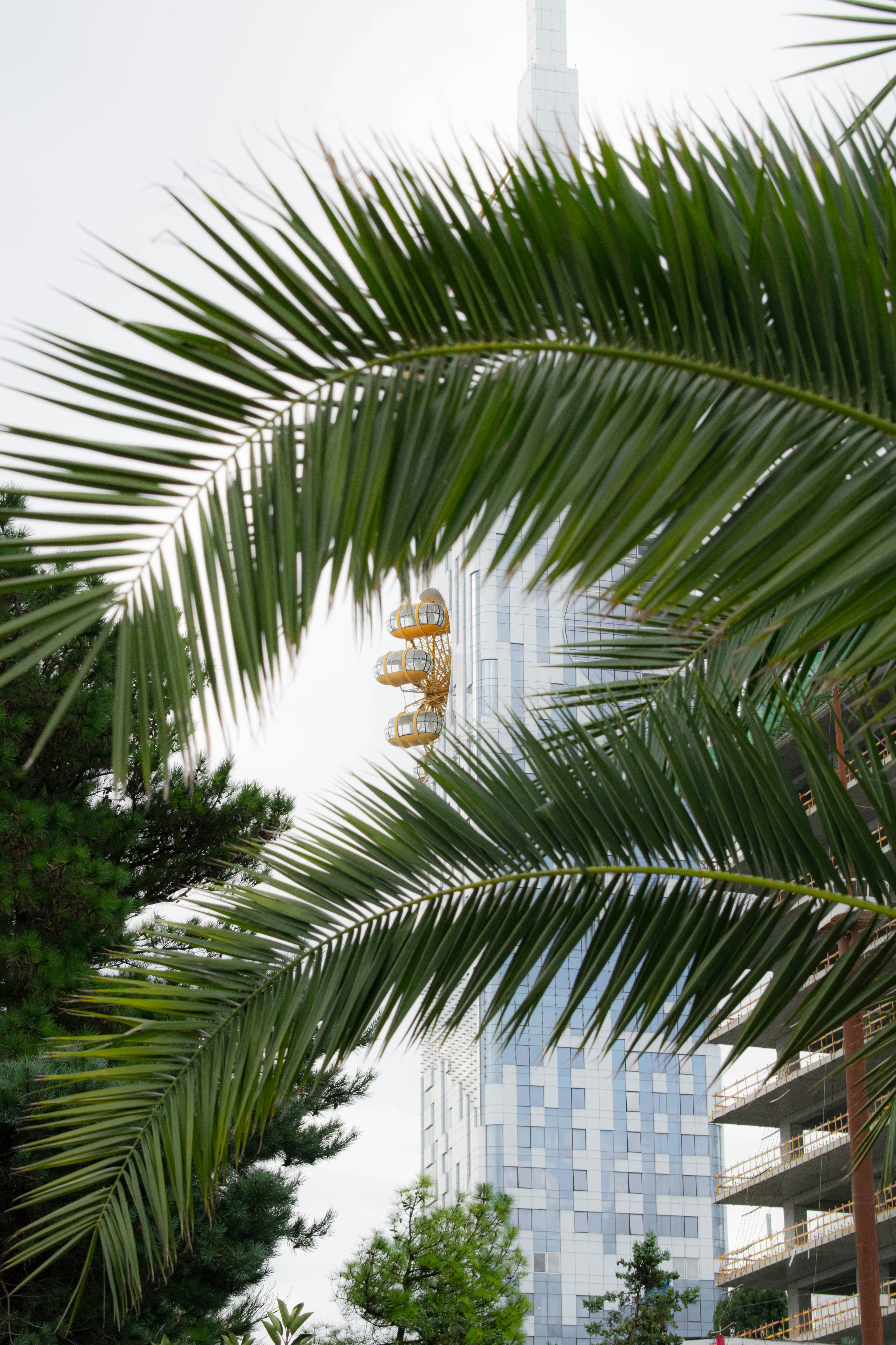 Fronds Framing a Yellow Ferris Wheel Against a Glassy Skyline