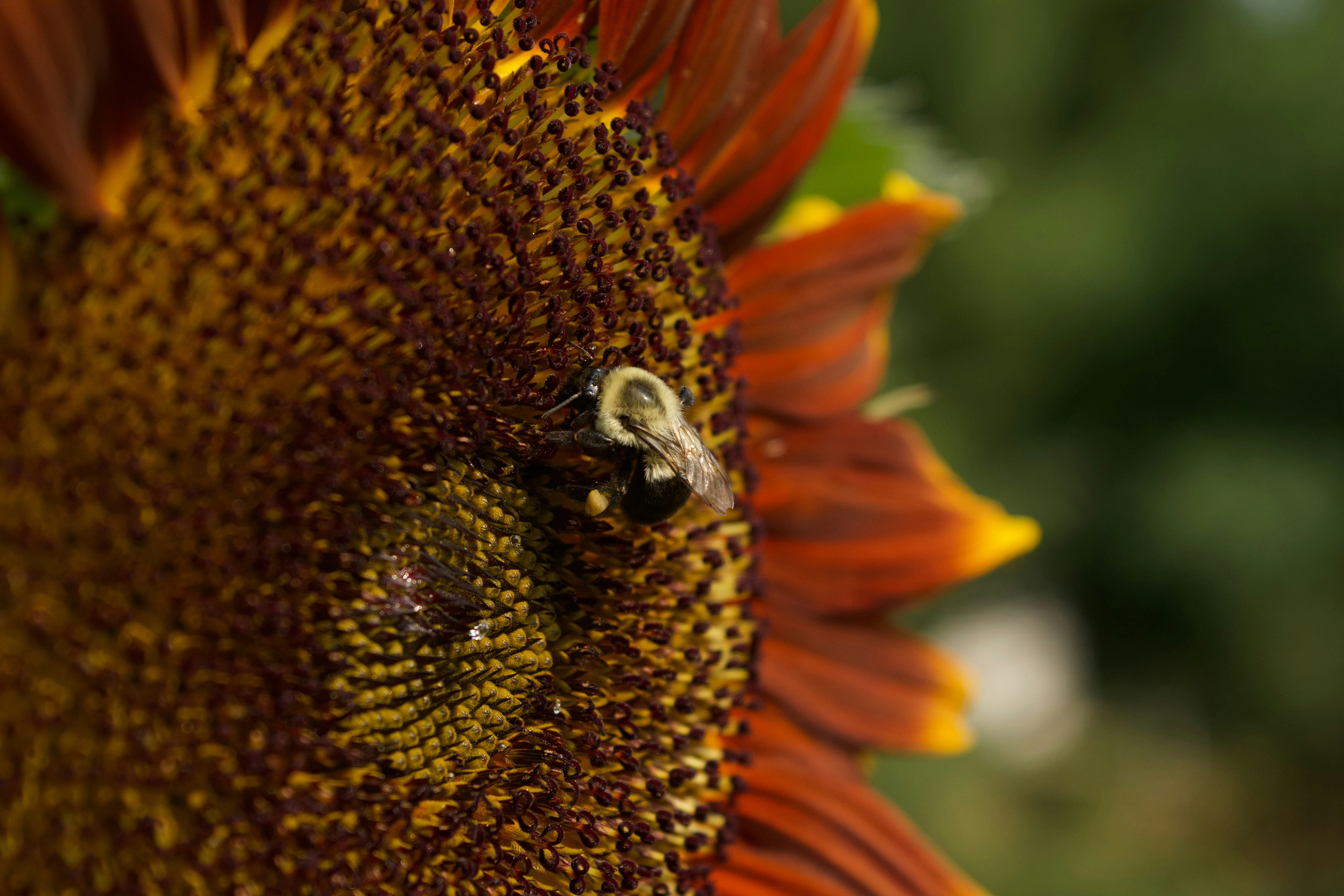 Bee on the Sunflower's Velvet Core: A Macro Encounter