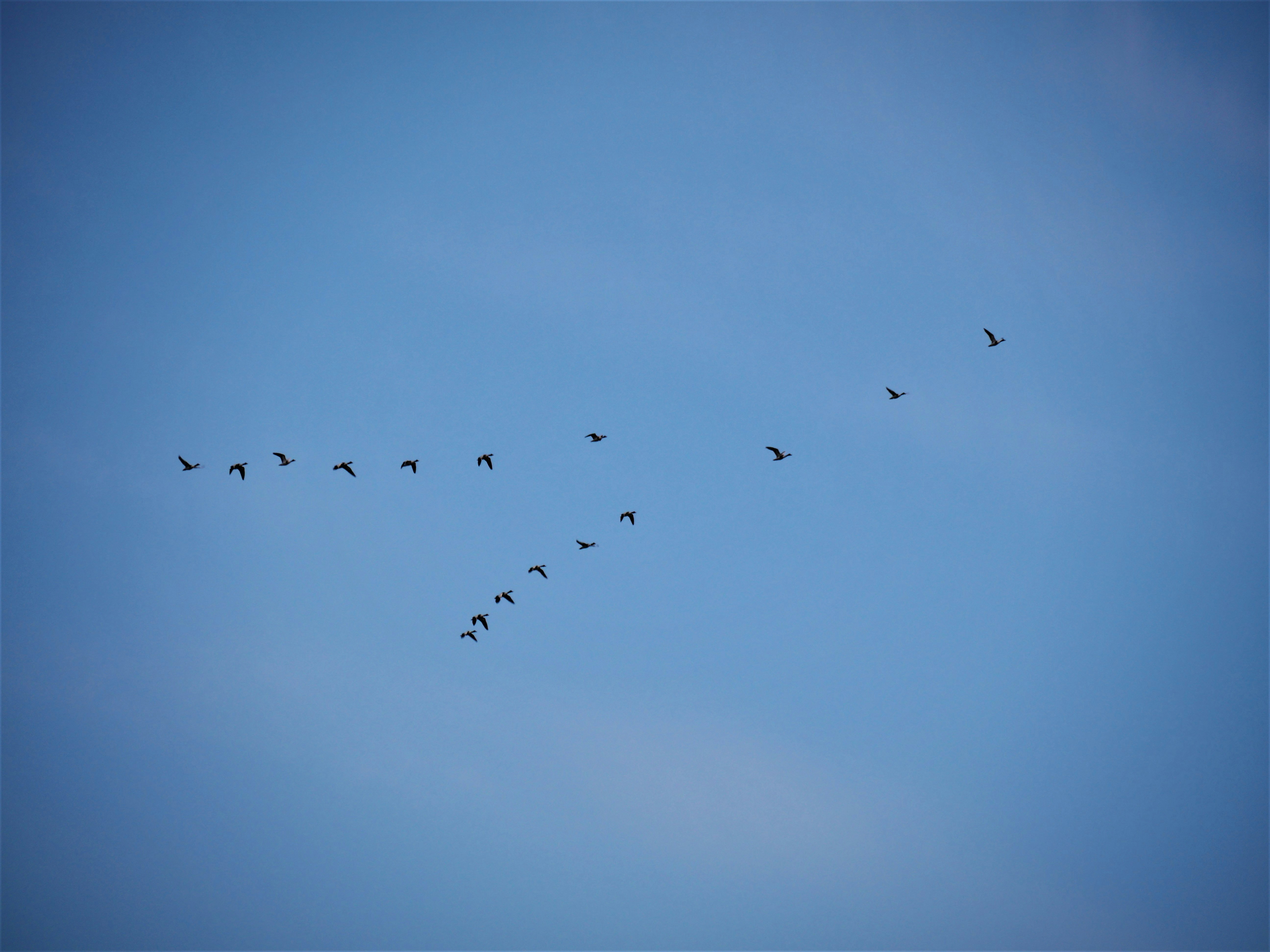 Birds flying under blue sky during daytime photo – Free Blue Image on ...