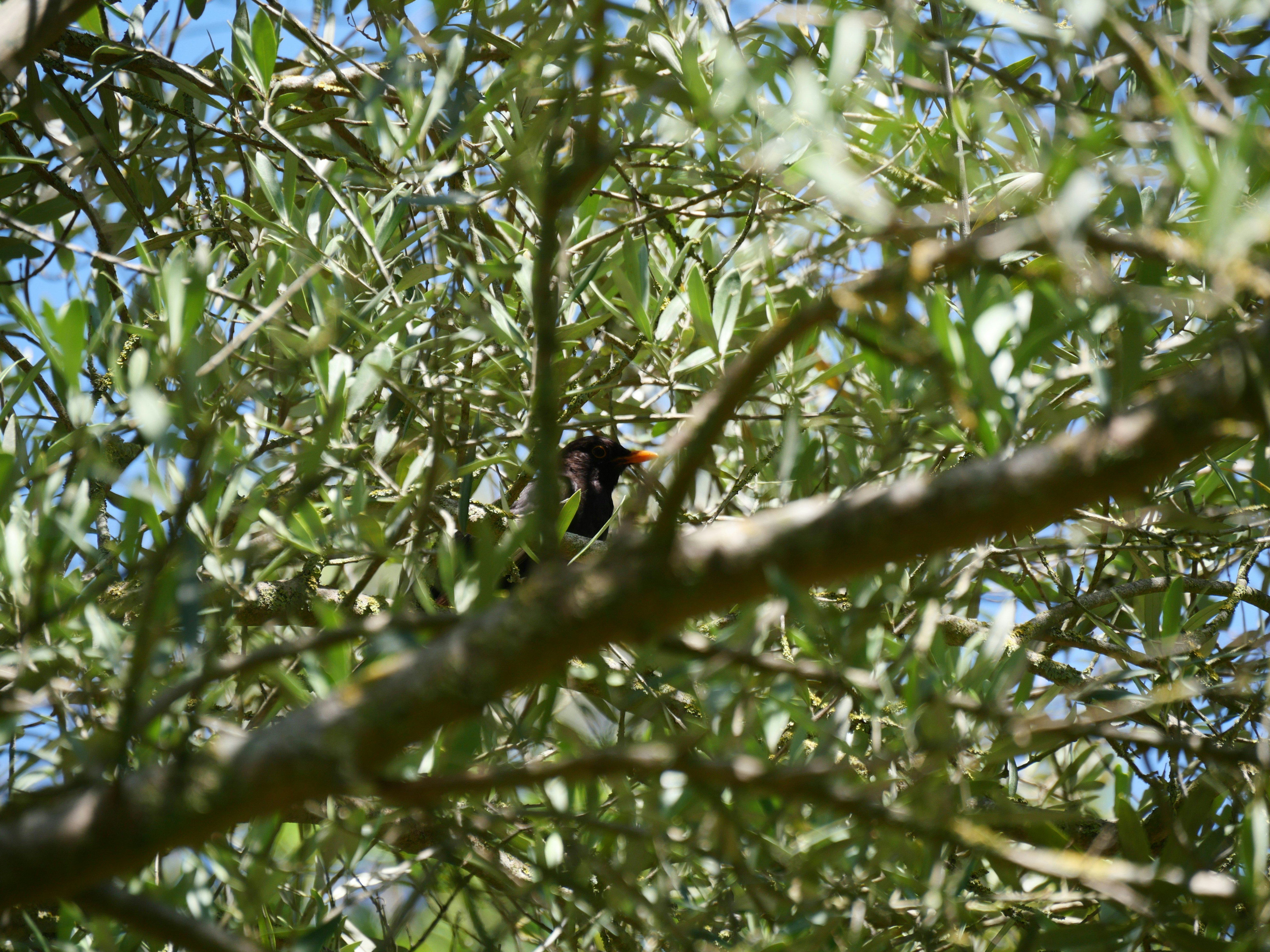Peekaboo in Olive Canopy: a Tiny Bird Framed by Sunlit Foliage
