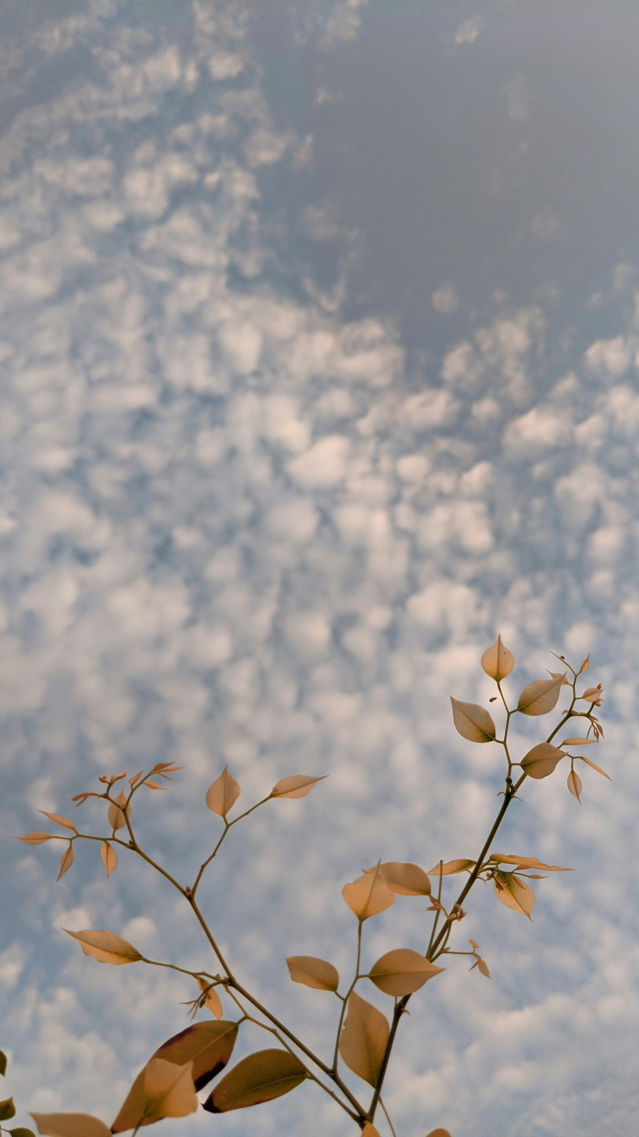 Delicate leaves reach toward a soft, cloud-filled sky, capturing the interplay between flora and atmosphere.