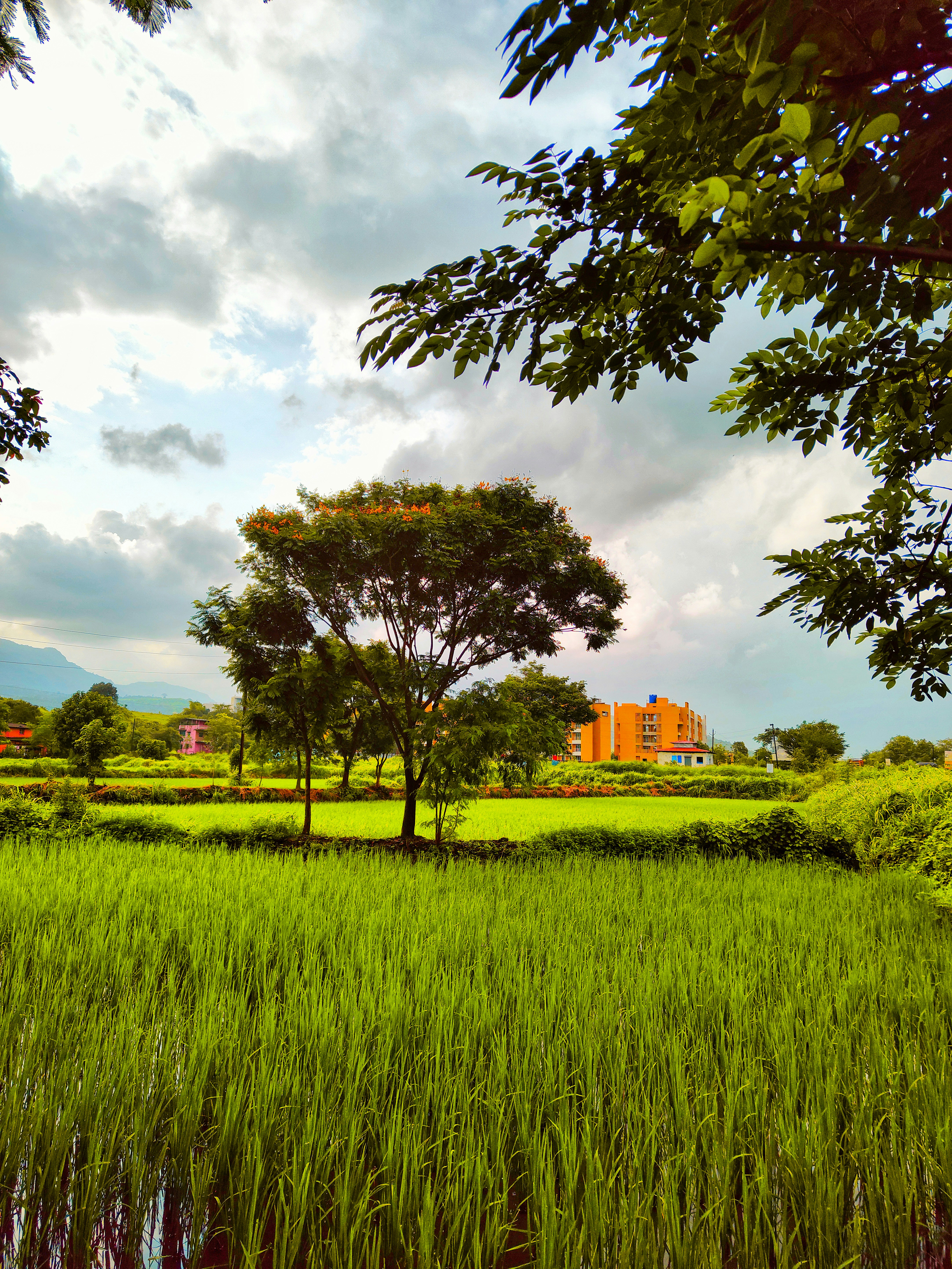 Midfield Orchard: A Lone Tree Framing a Quiet Horizon