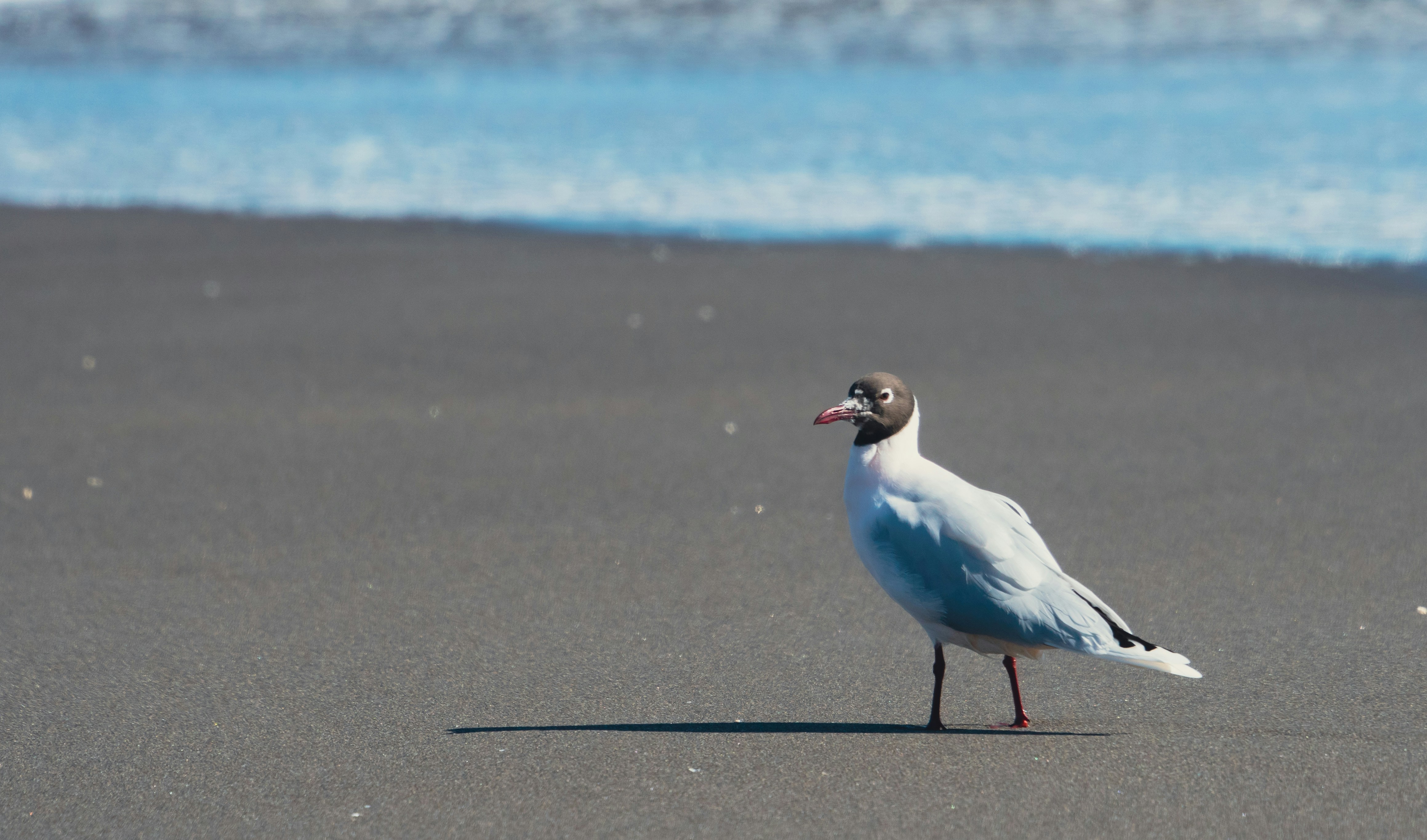 Red-Legged Seagull at the Shoreline's Quiet Edge