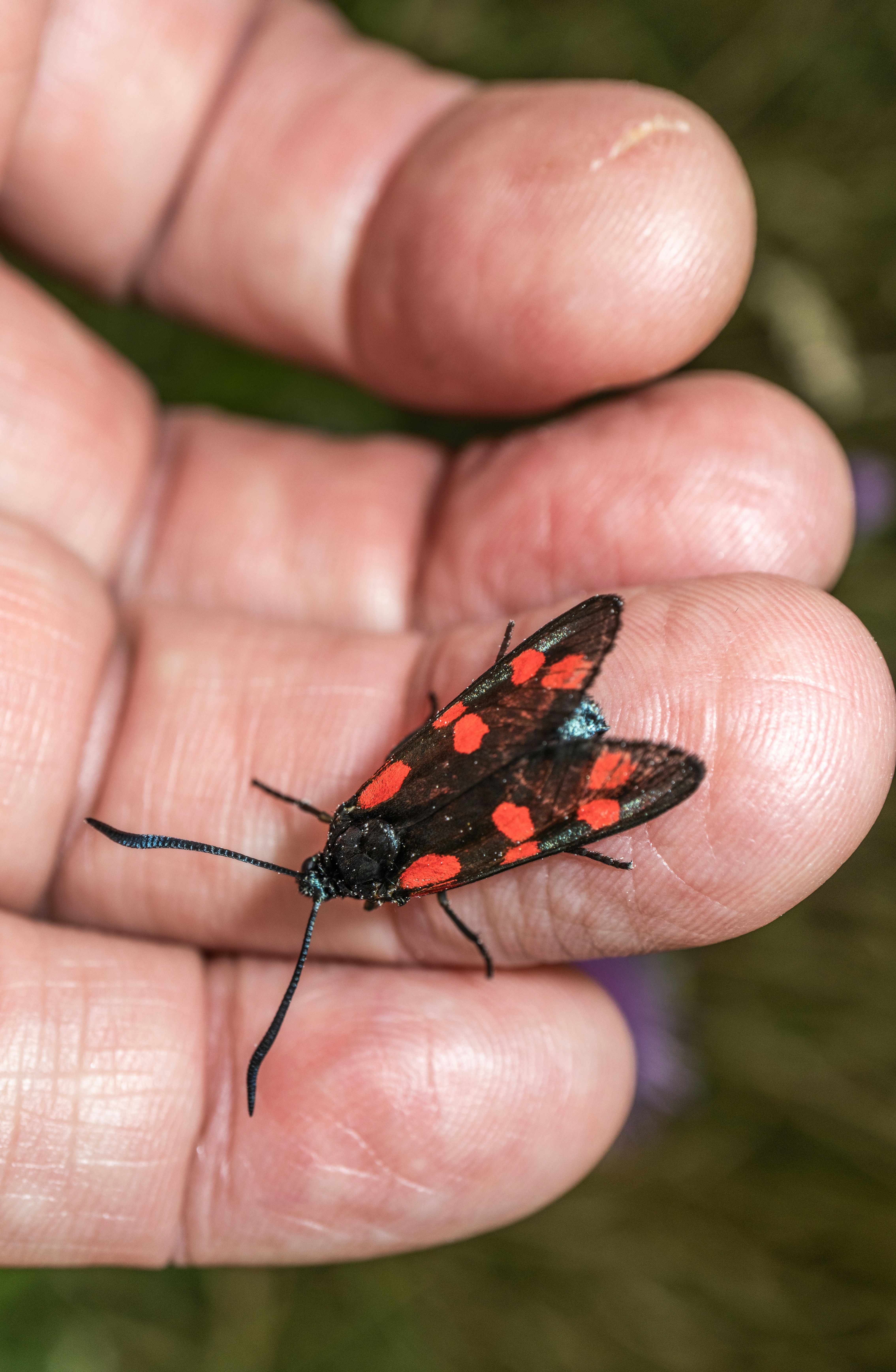 Papillon noir et rouge sur la main humaine photo – Image gratuite de ...