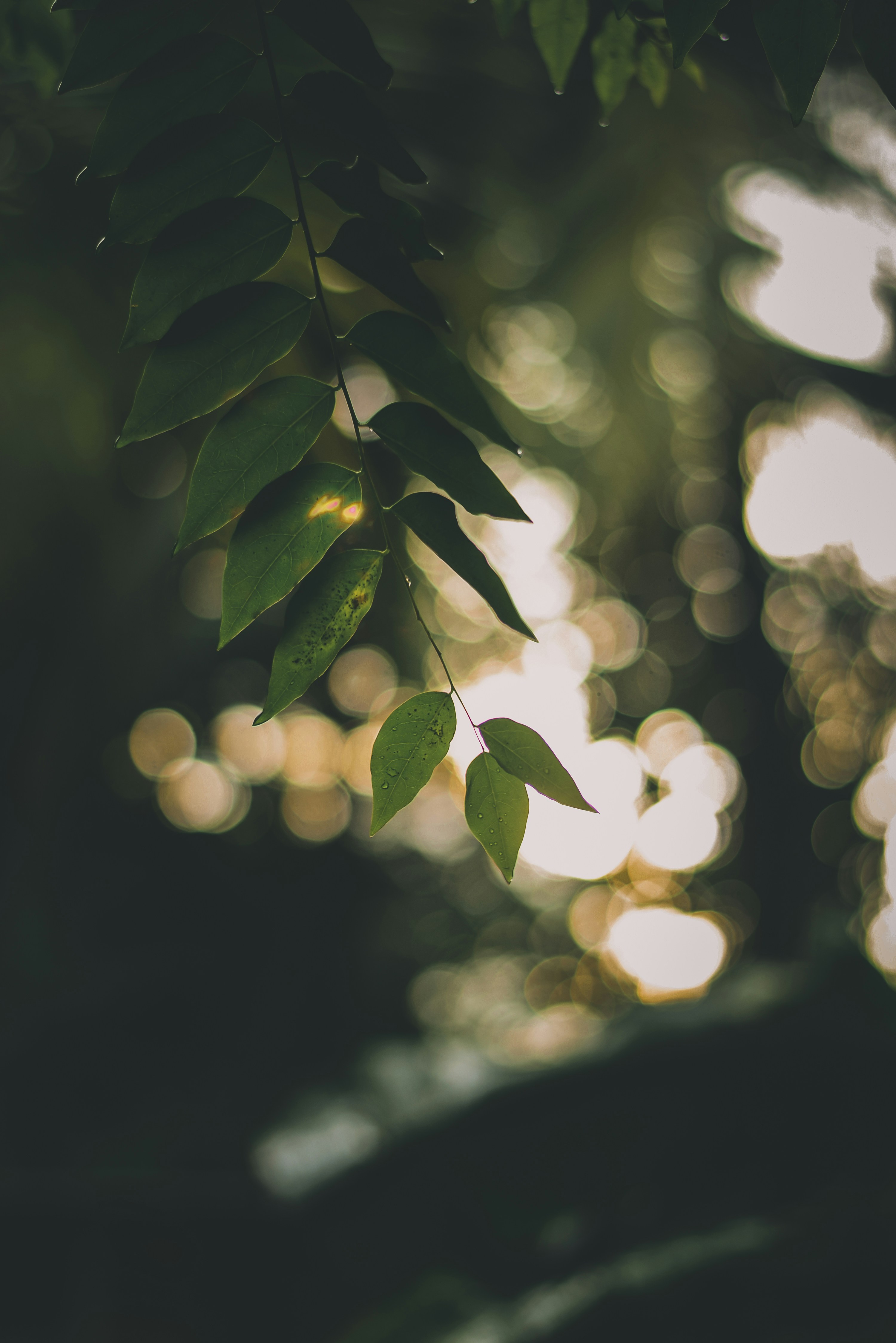 Delicate green leaves dangle against a backdrop of soft bokeh, creating a serene atmosphere in a lush environment.