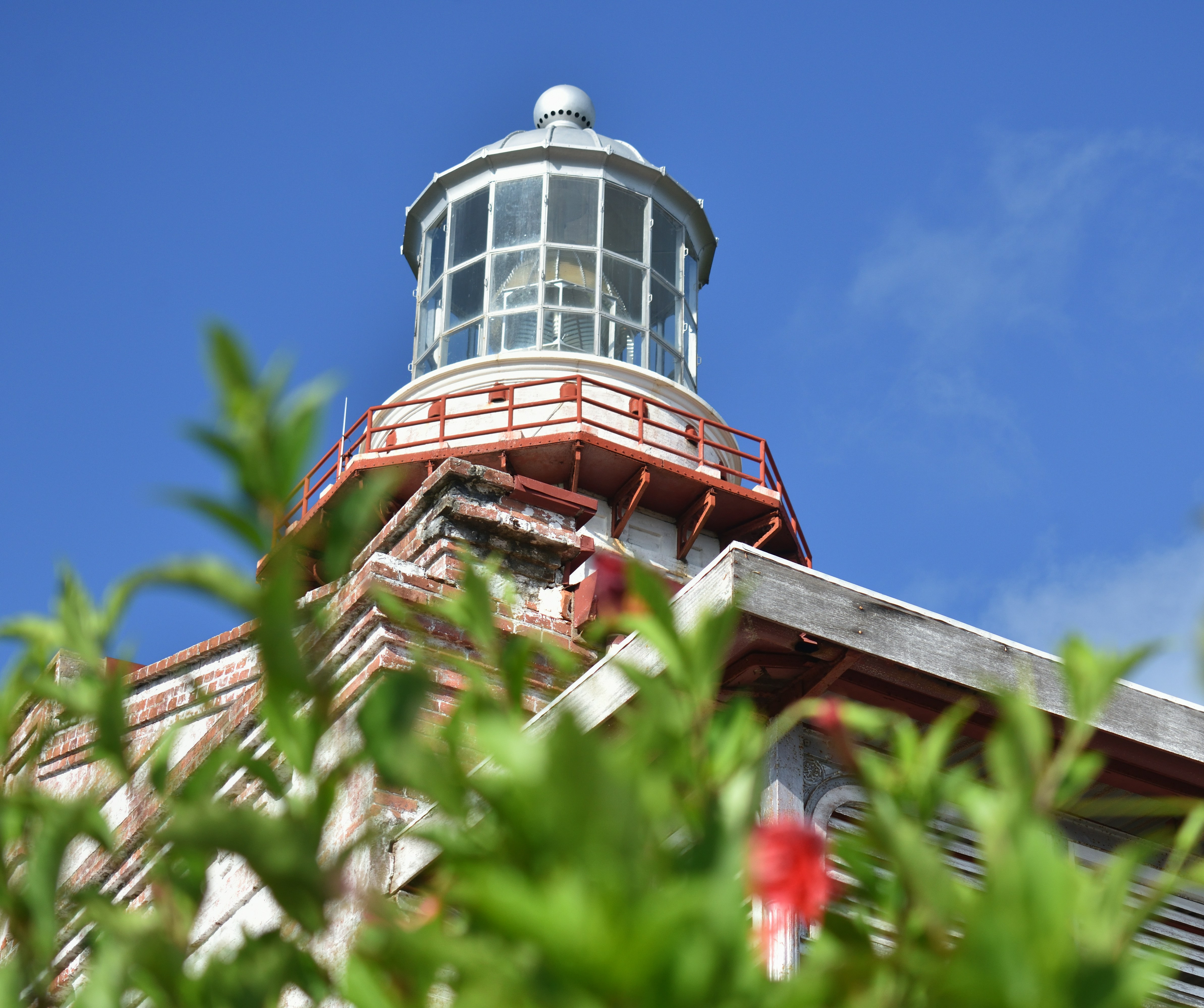 Glass Lantern at Dawn: Lighthouse Rising Through Seaside Foliage