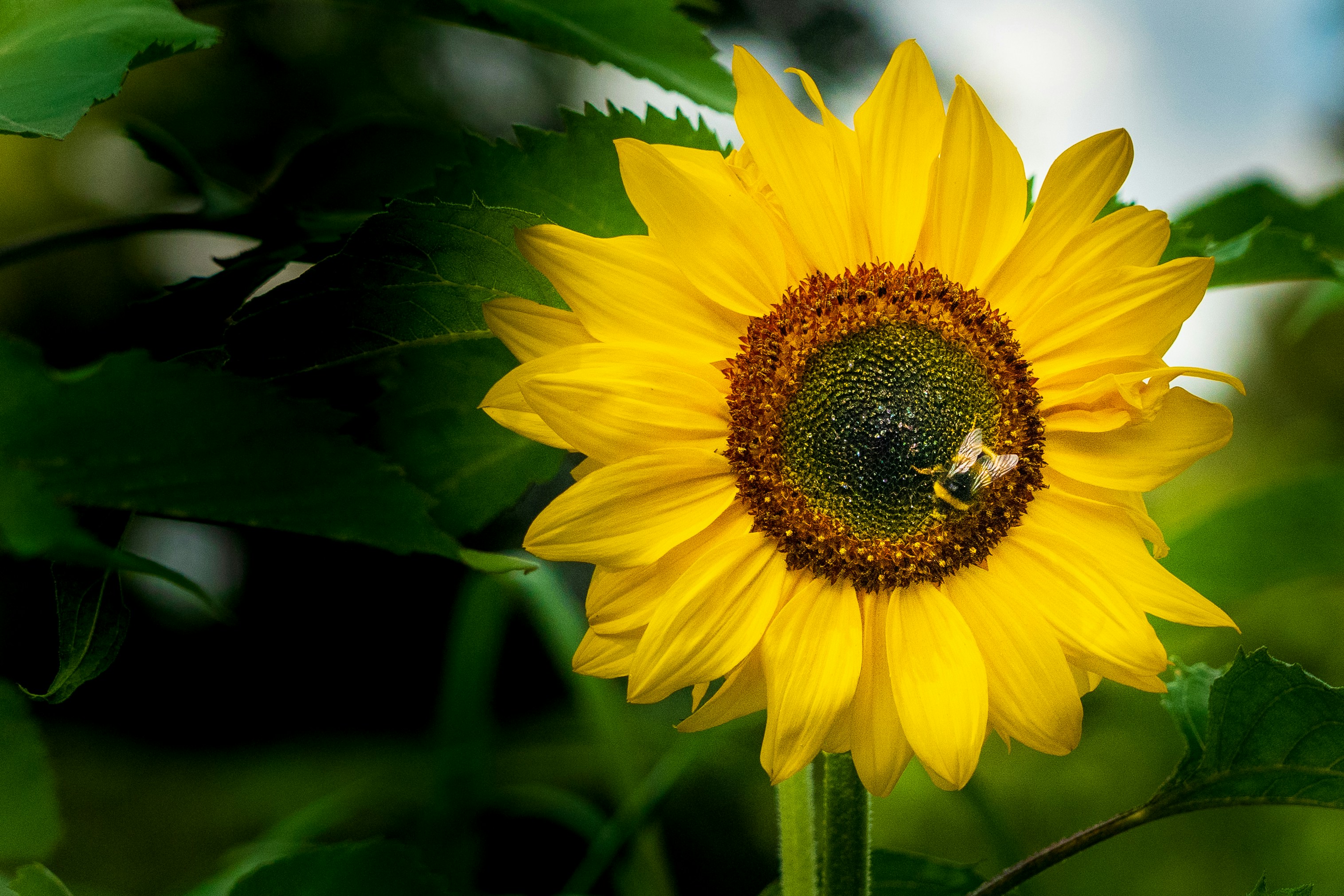 Bee at the Core: A Sunflower's Golden Spotlight
