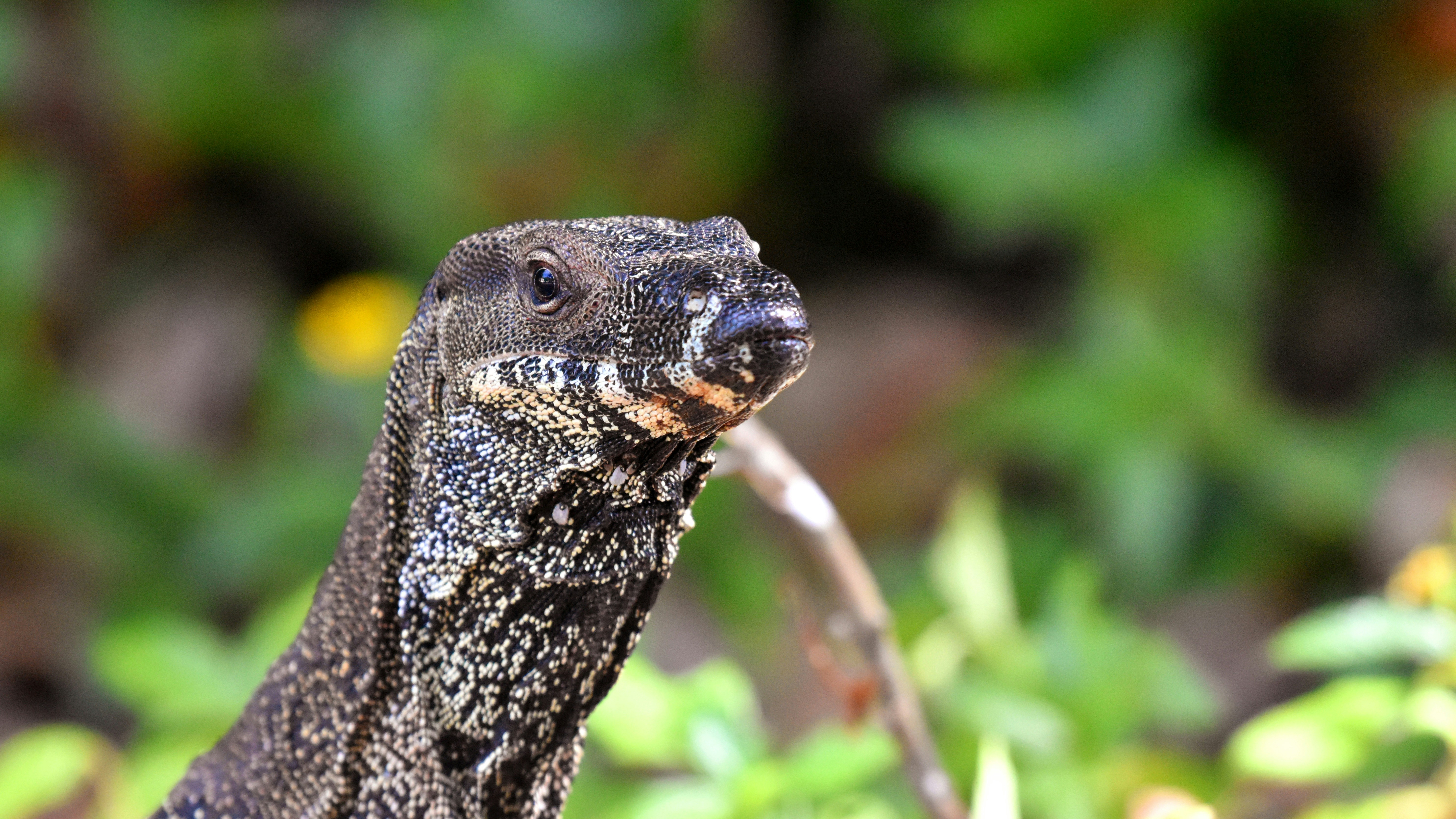 Spotted Goanna in Etty Bay, Queensland, Australia