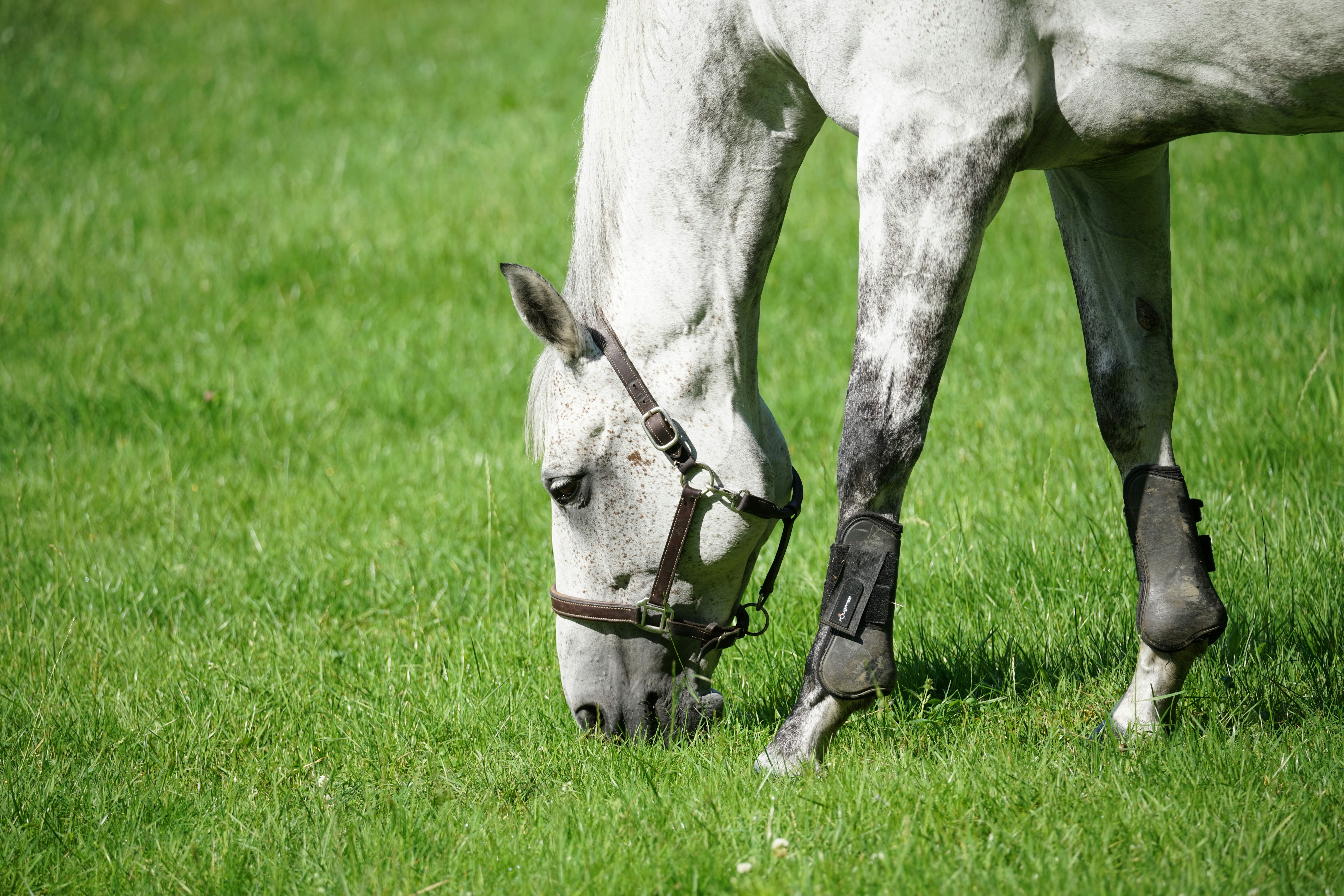 white horse eating grass on green grass field during daytime