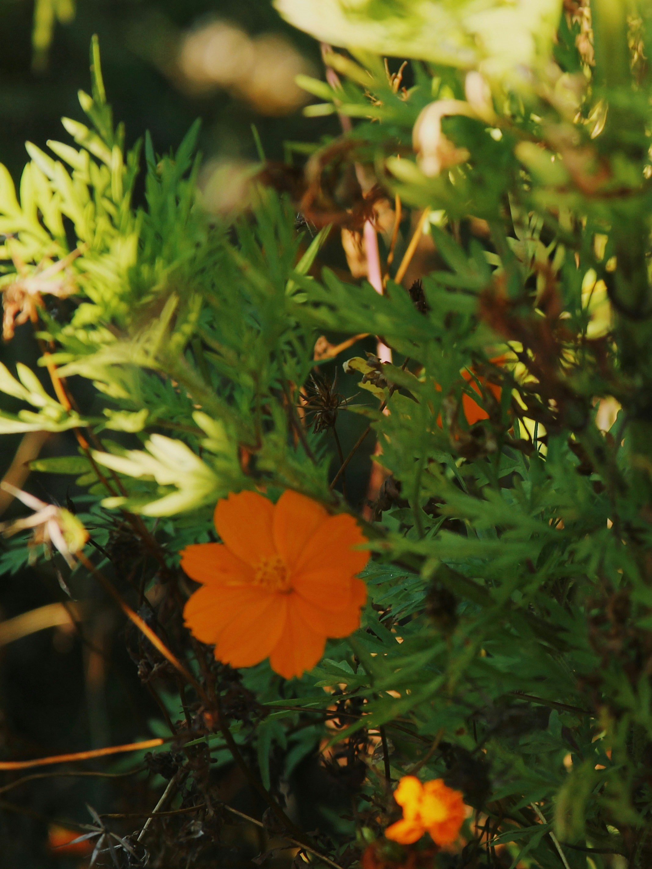 Sunlit Ember Among Green Lace: A Close-Up of an Orange Blossom