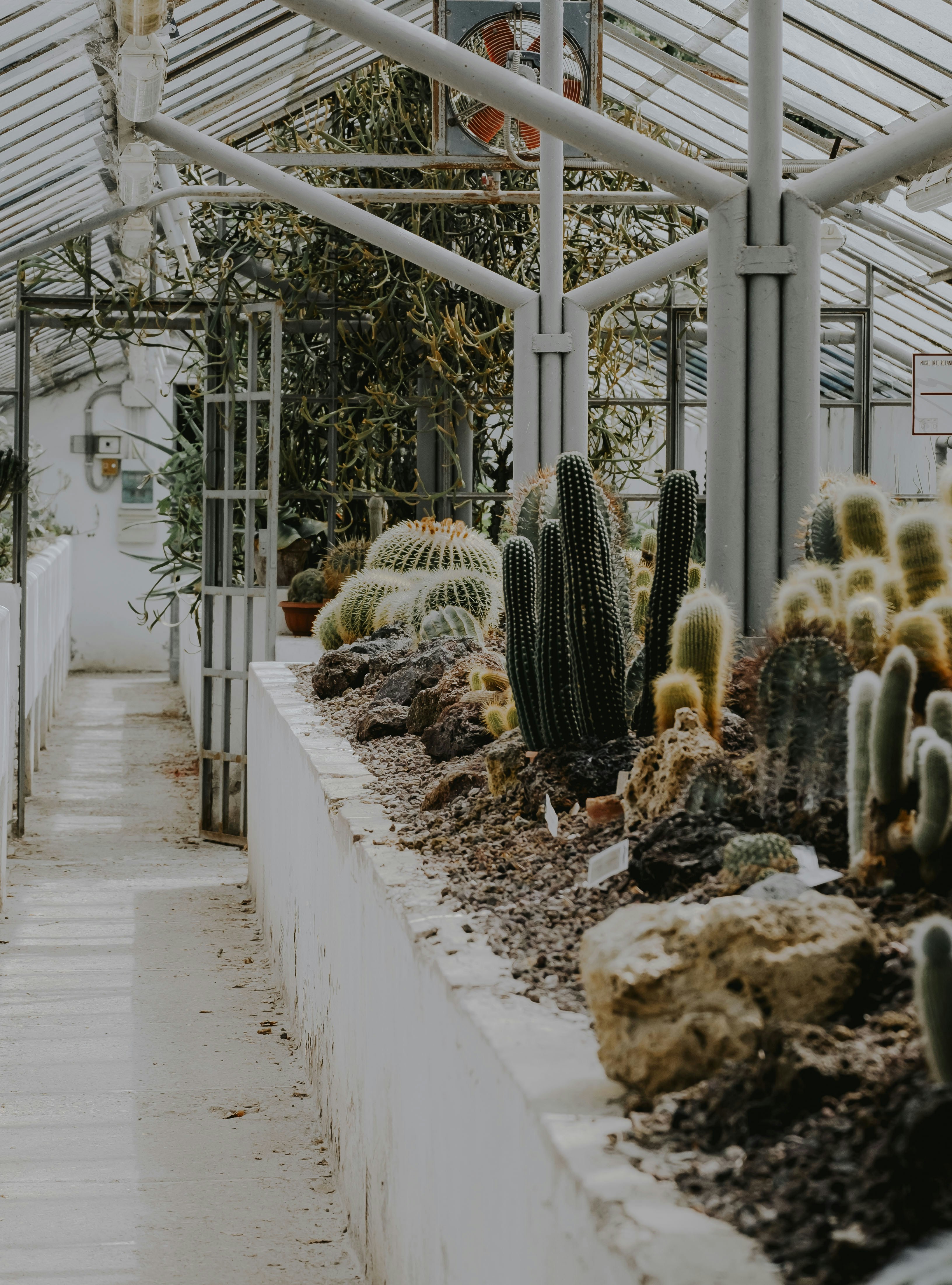 Cactus Corridor Under Glass: A Spine-Lined Greenhouse