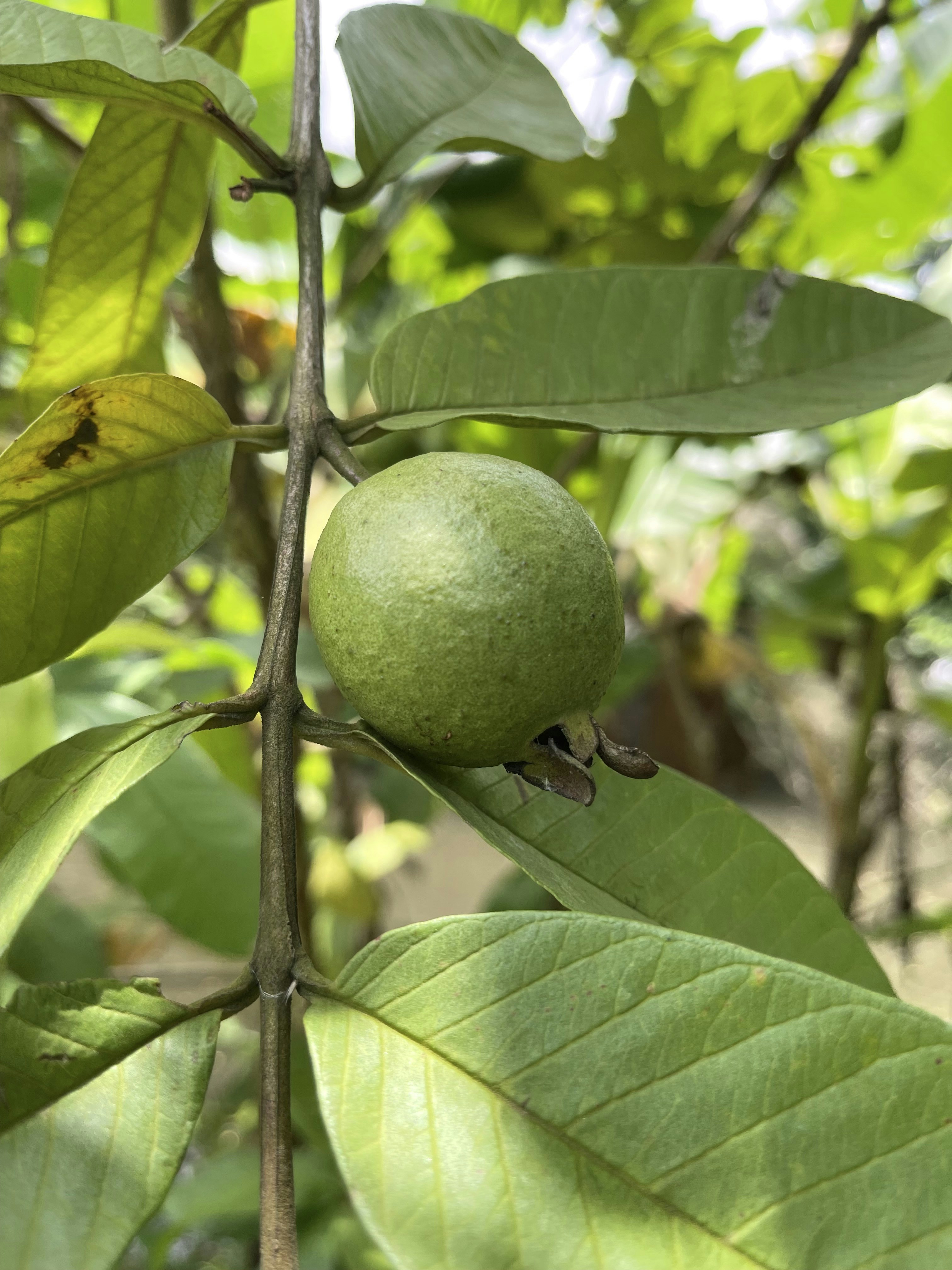From Tropical Trees to Your Table: The Fascinating History of the Guava ...