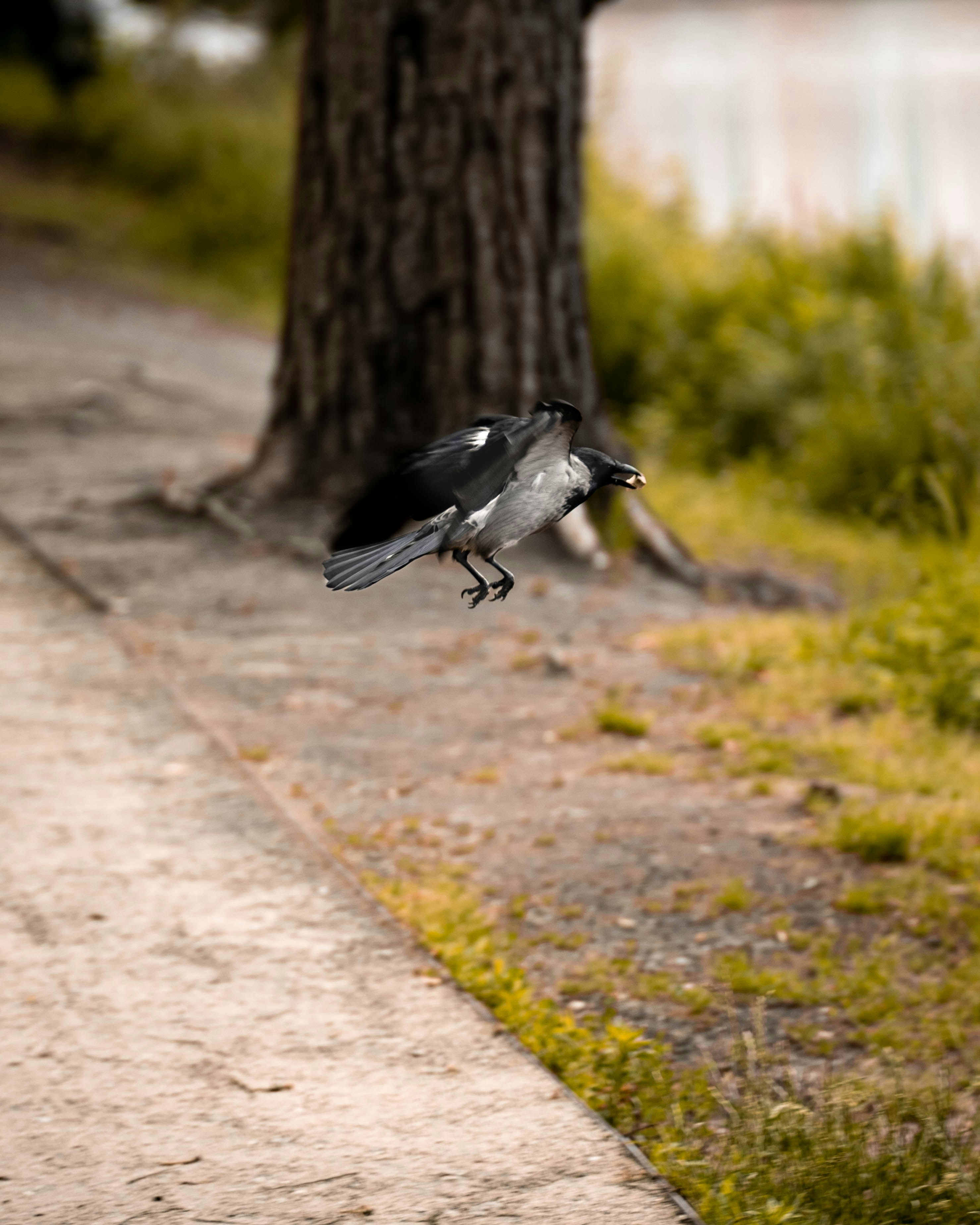 black and white bird on brown soil