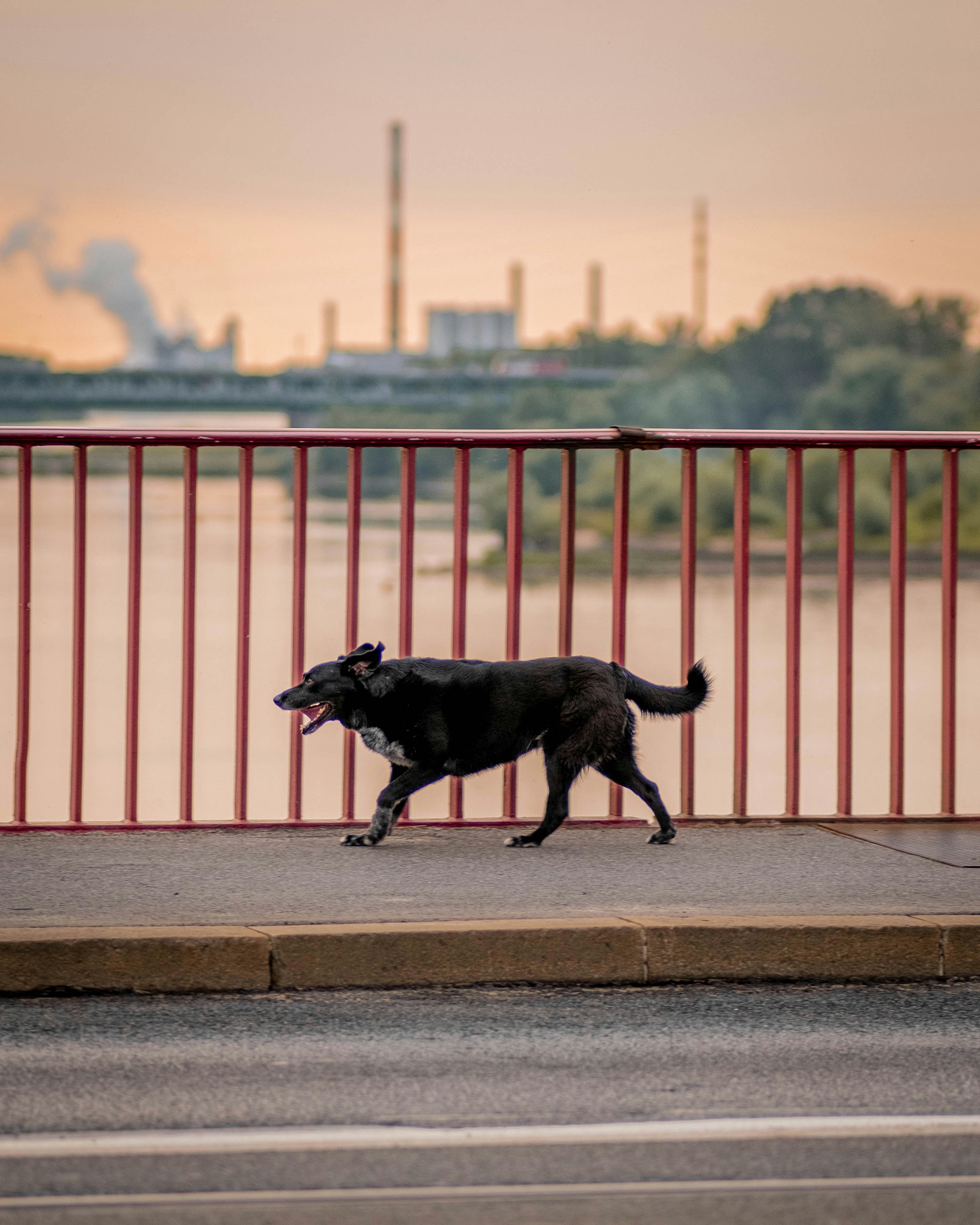 A black dog walks along a concrete pathway beside a red railing, with an industrial backdrop and a river reflecting the evening light.