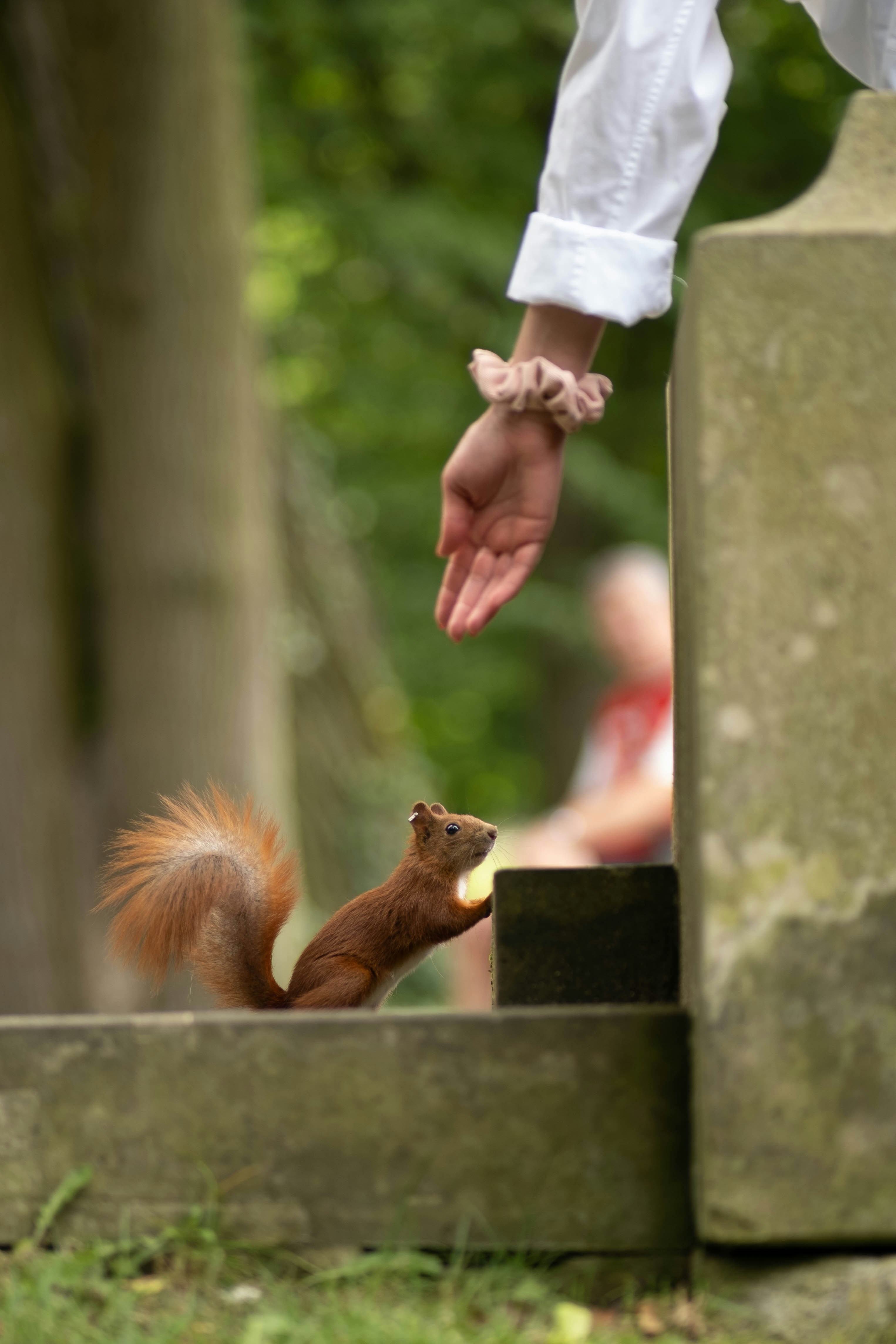 brown squirrel on brown wooden fence during daytime