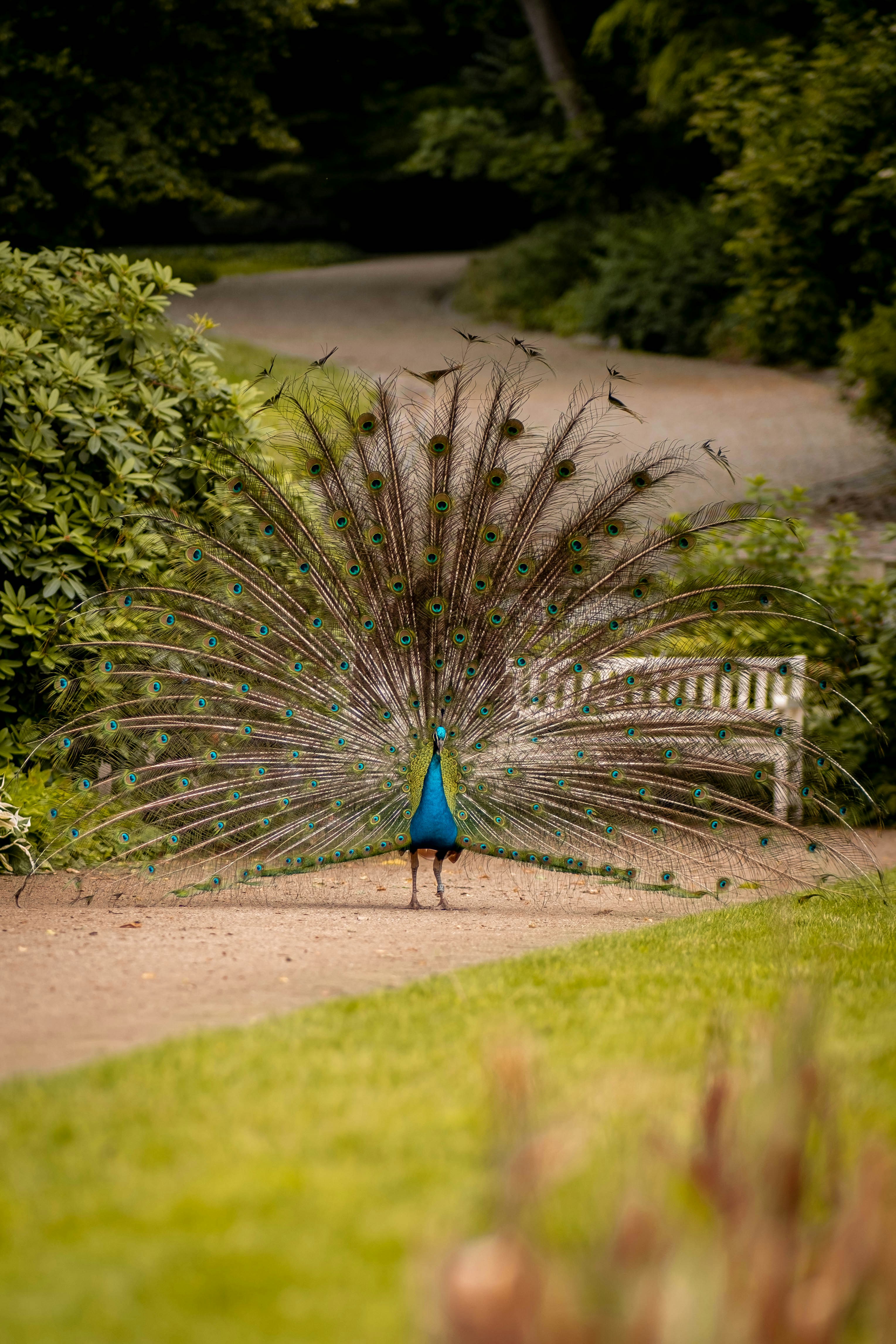 peacock on brown dirt road near green grass field during daytime