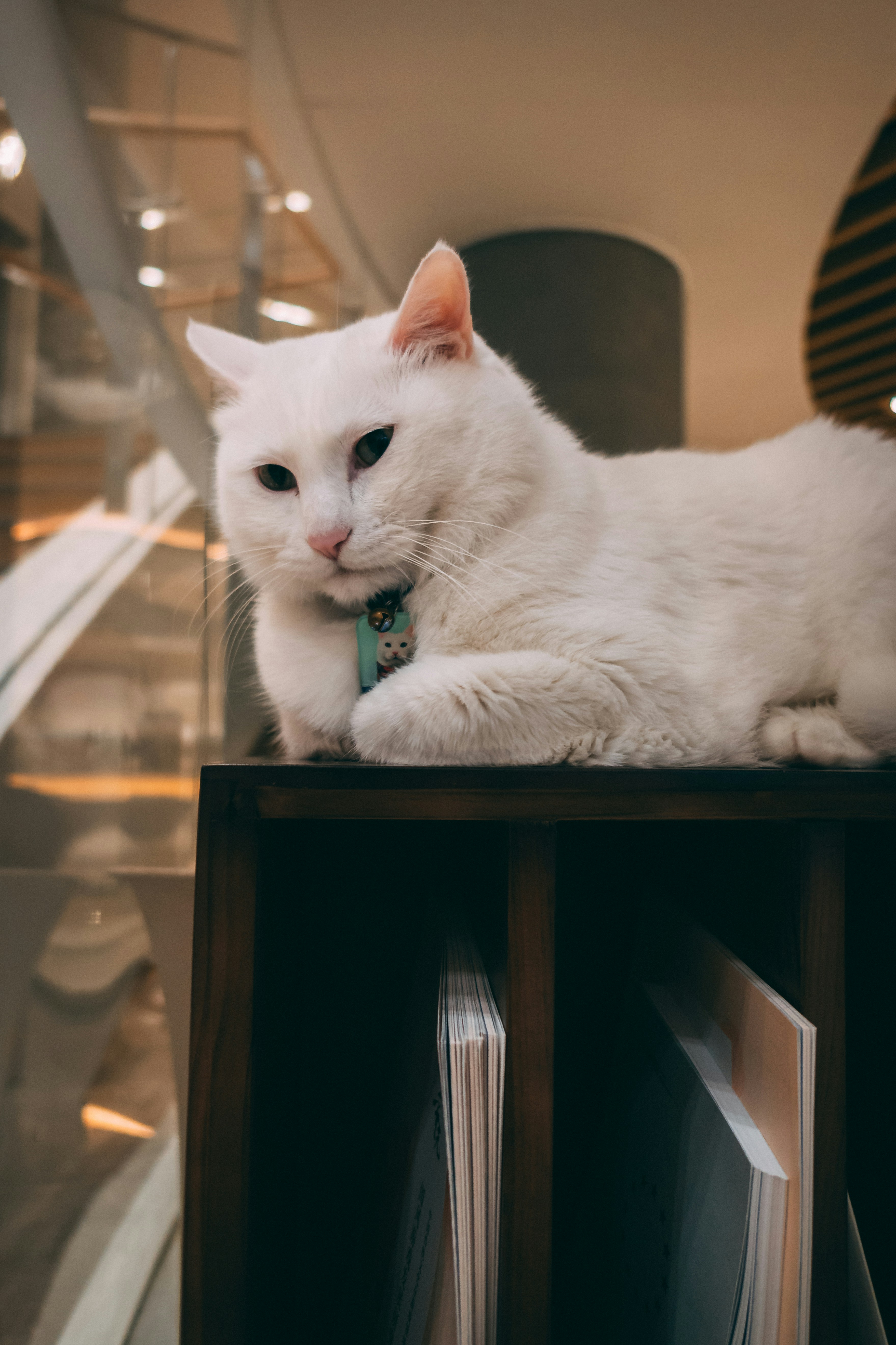 White cat lounging on a wooden shelf, exuding a calm demeanor in a modern interior space.