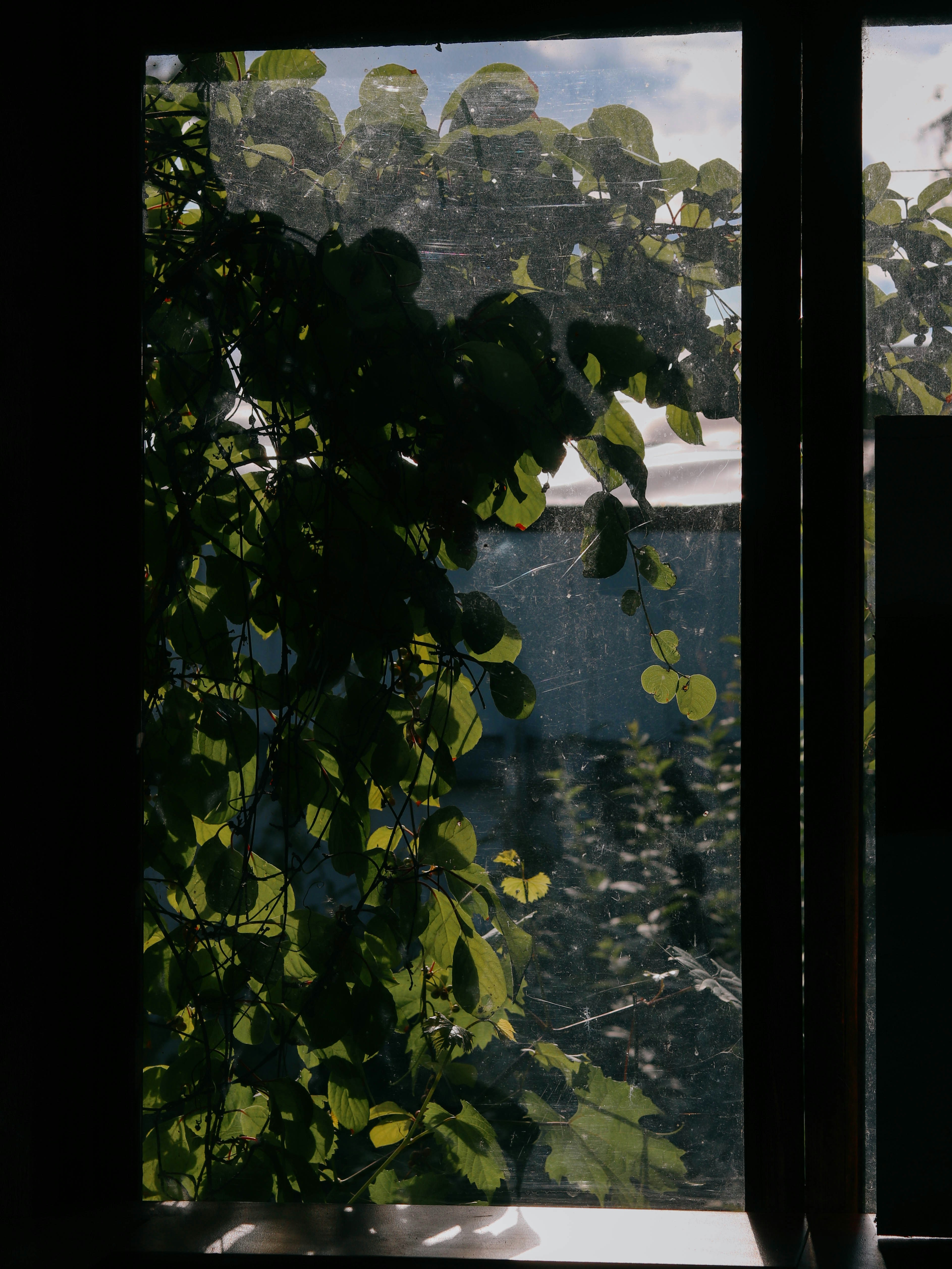 Sunlight filtering through a window adorned with lush green vines, casting intricate shadows on the surface. The scene evokes a sense of tranquility.