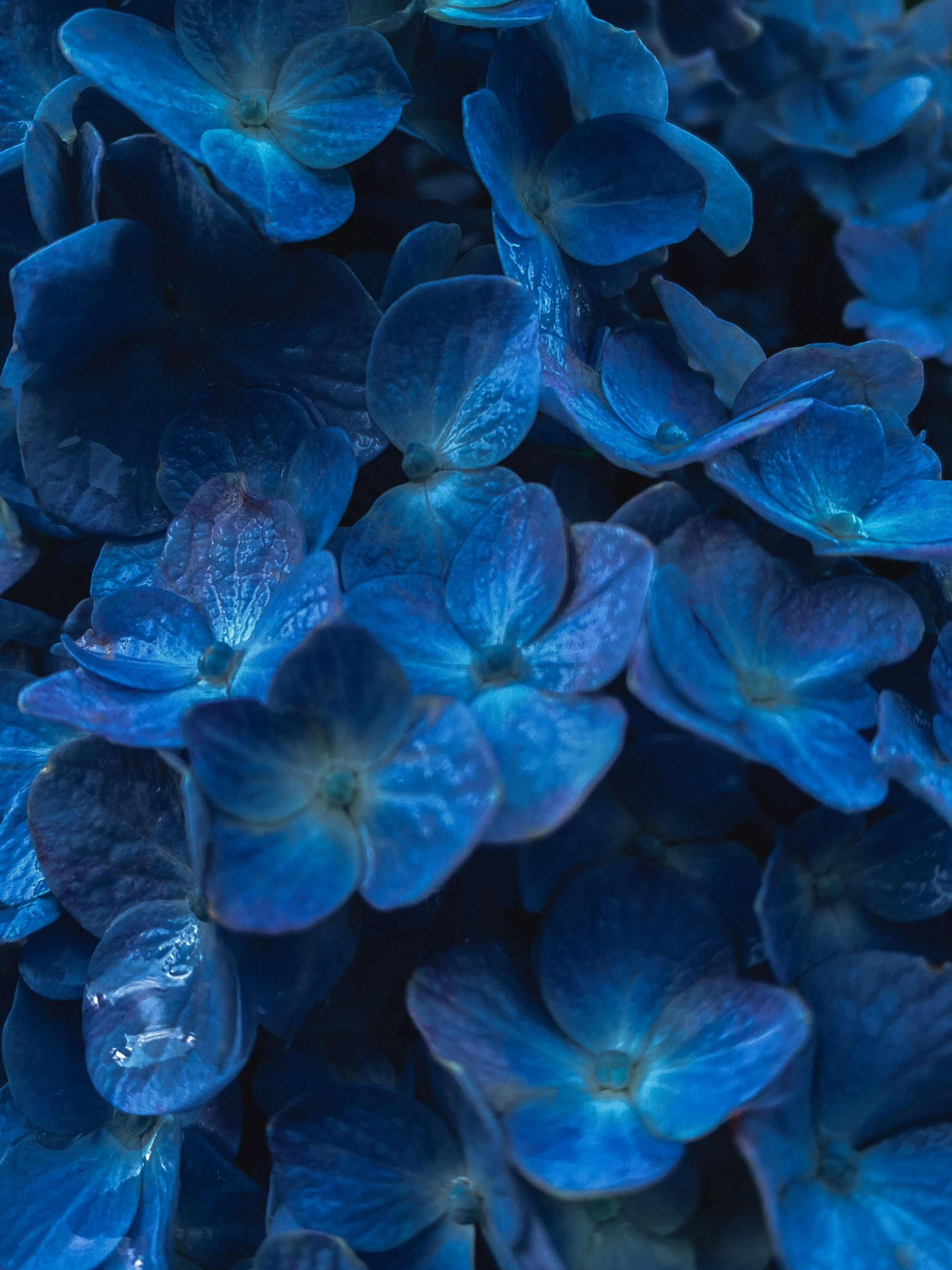 Close-up of vibrant blue hydrangea petals showcasing intricate textures and shades. The composition highlights the floral beauty and depth of color.