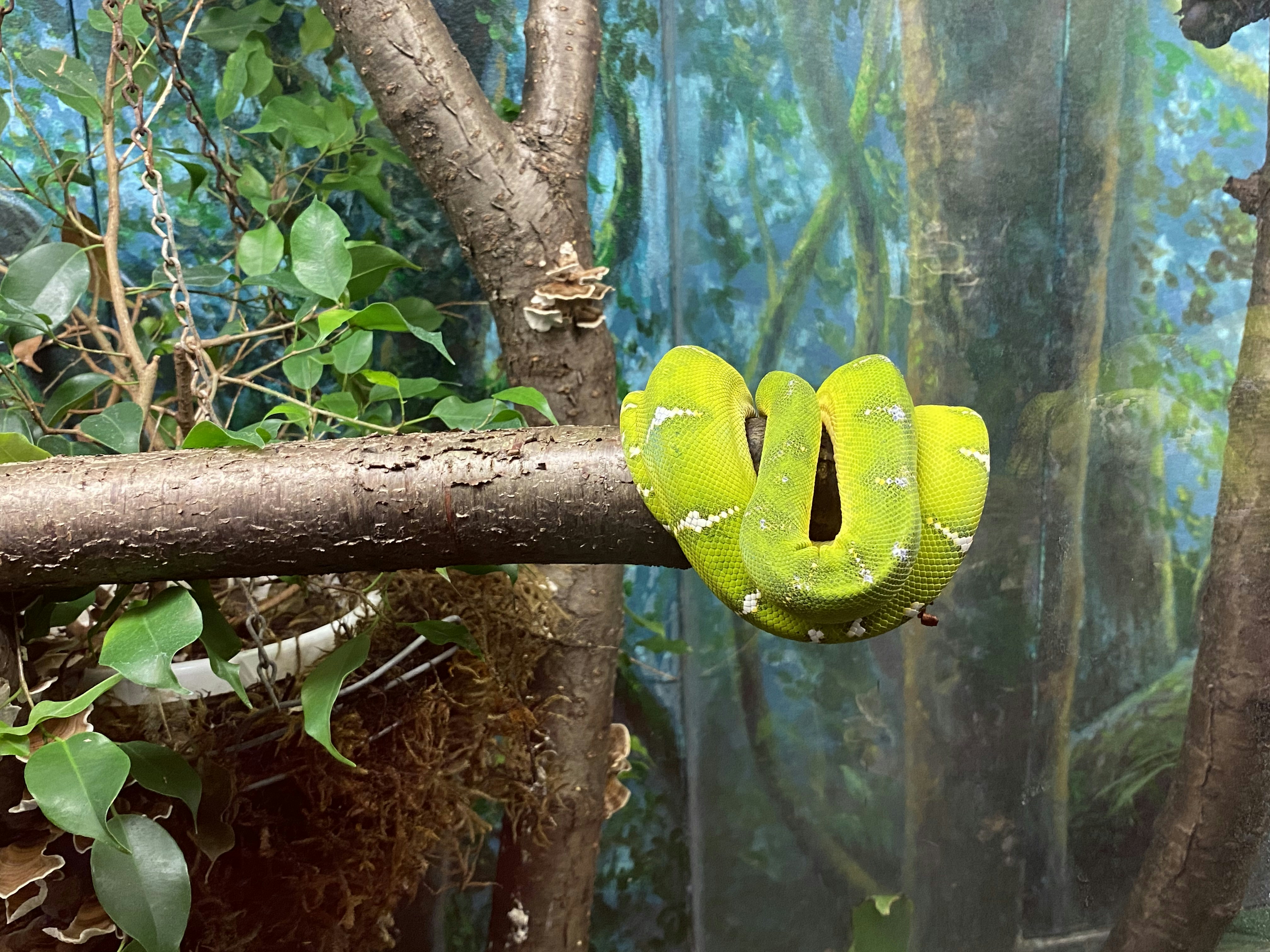 Emerald Coil: A Green Tree Python Quietly Wrapped Around a Branch