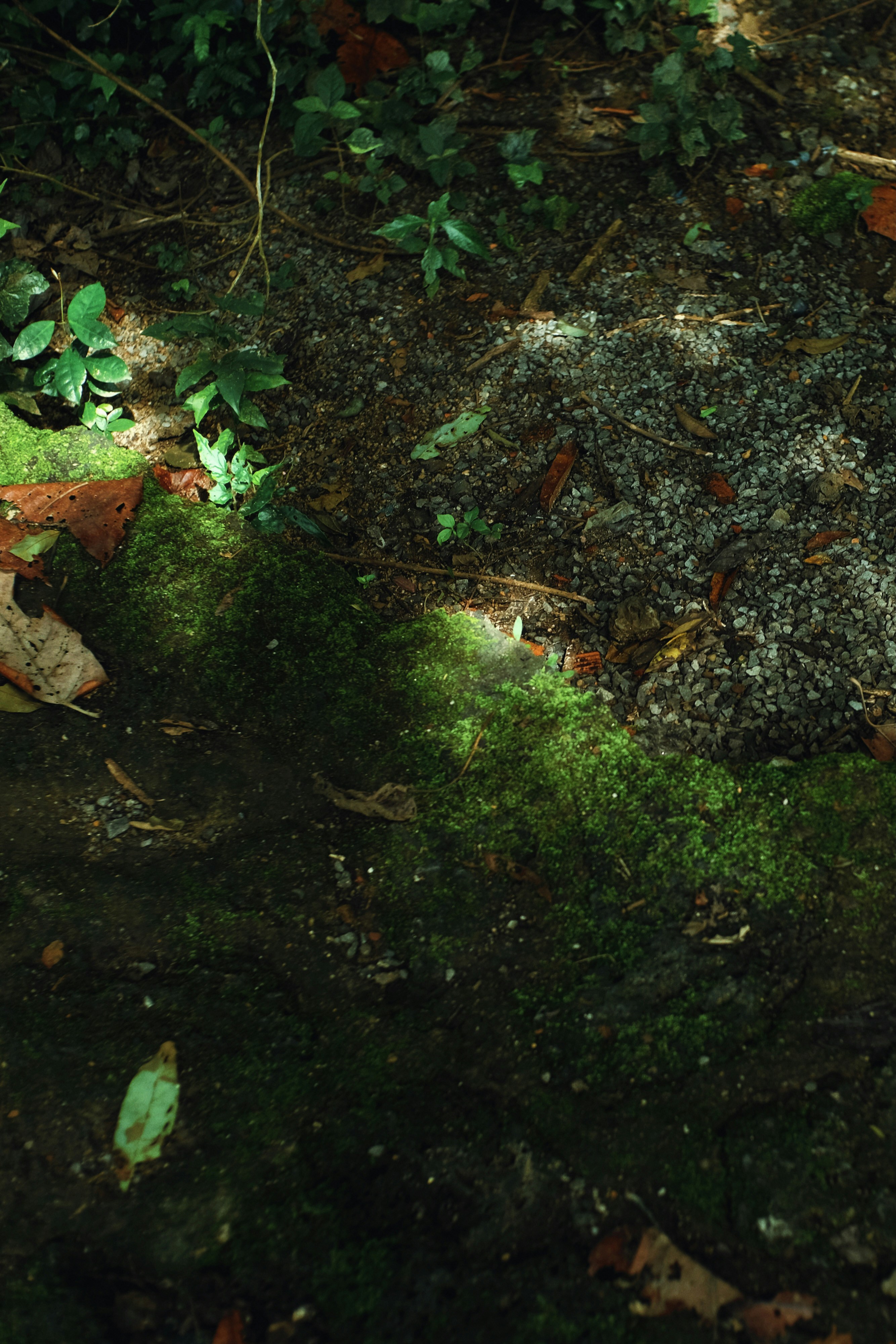 Moss-Laced Ledge in Dappled Forest Light
