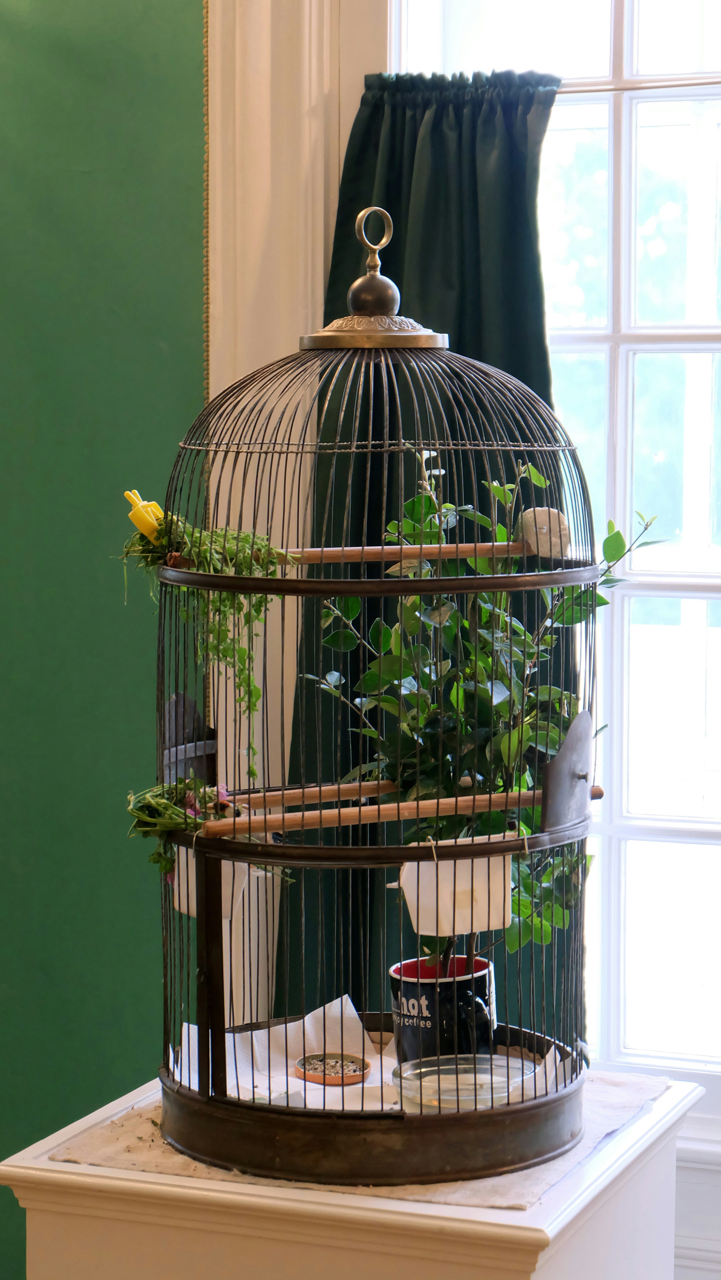 A decorative birdcage filled with lush greenery and a yellow flower, set against a backdrop of green walls and natural light filtering through windows.