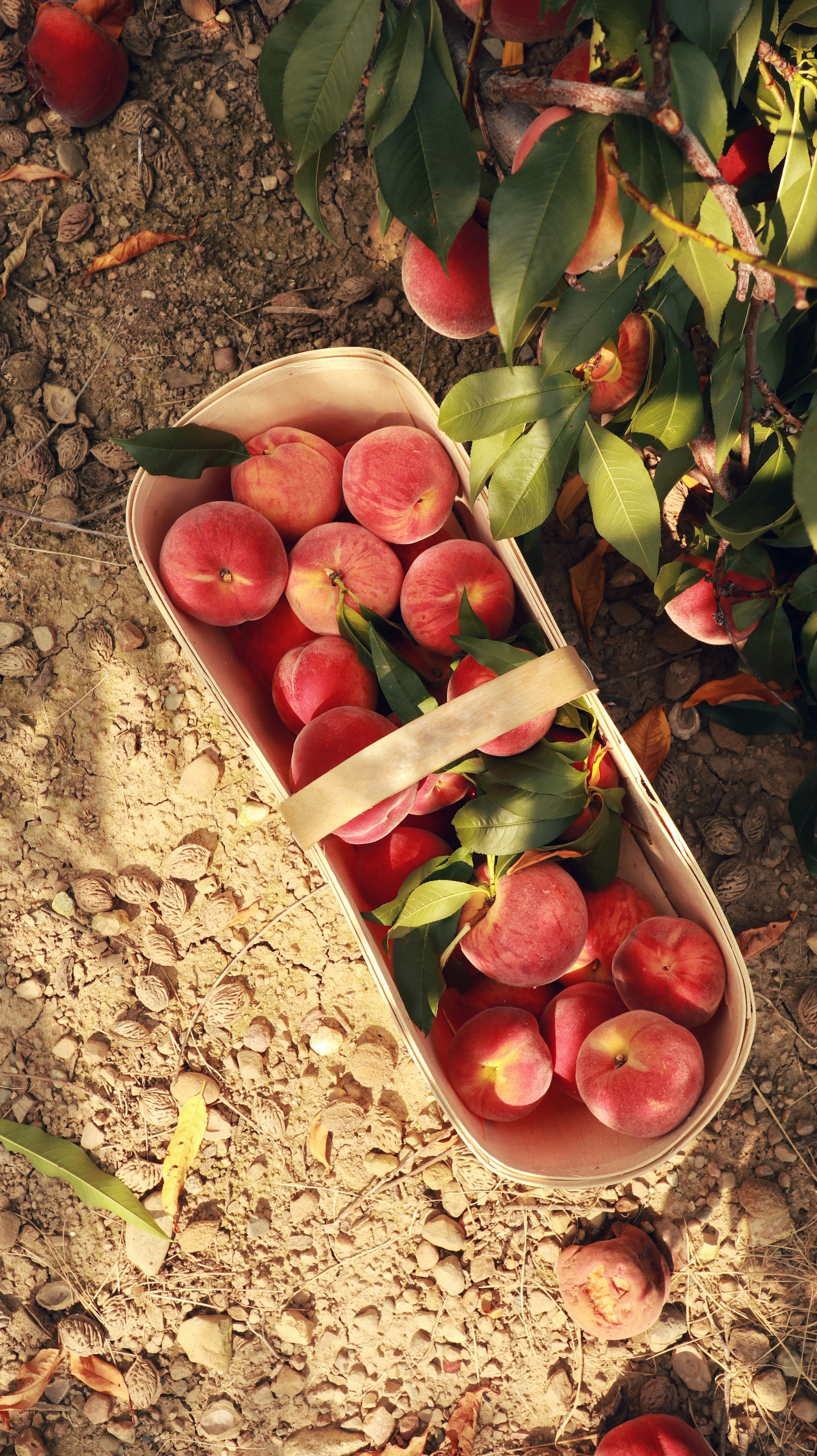 A basket filled with freshly picked peaches rests on the ground, surrounded by fallen leaves and nuts, evoking the essence of a fruitful harvest.