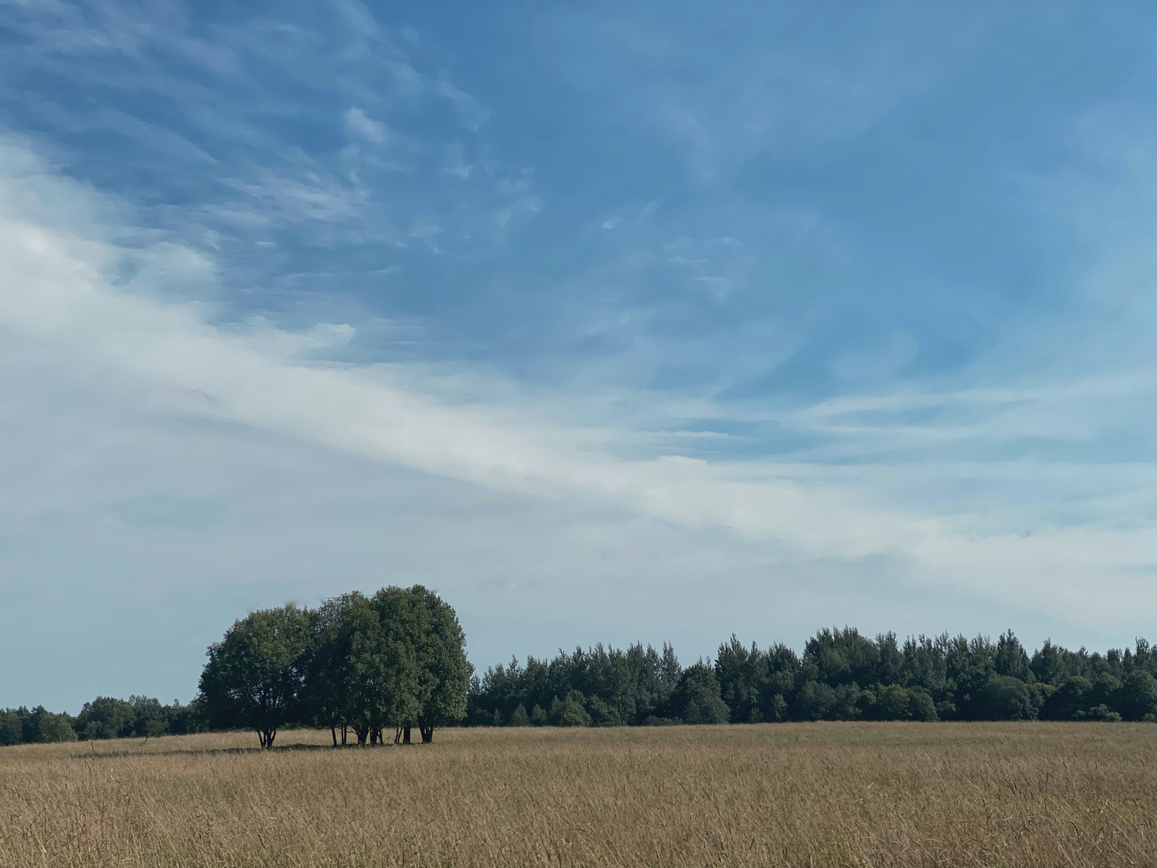 green trees on brown grass field under blue sky during daytime