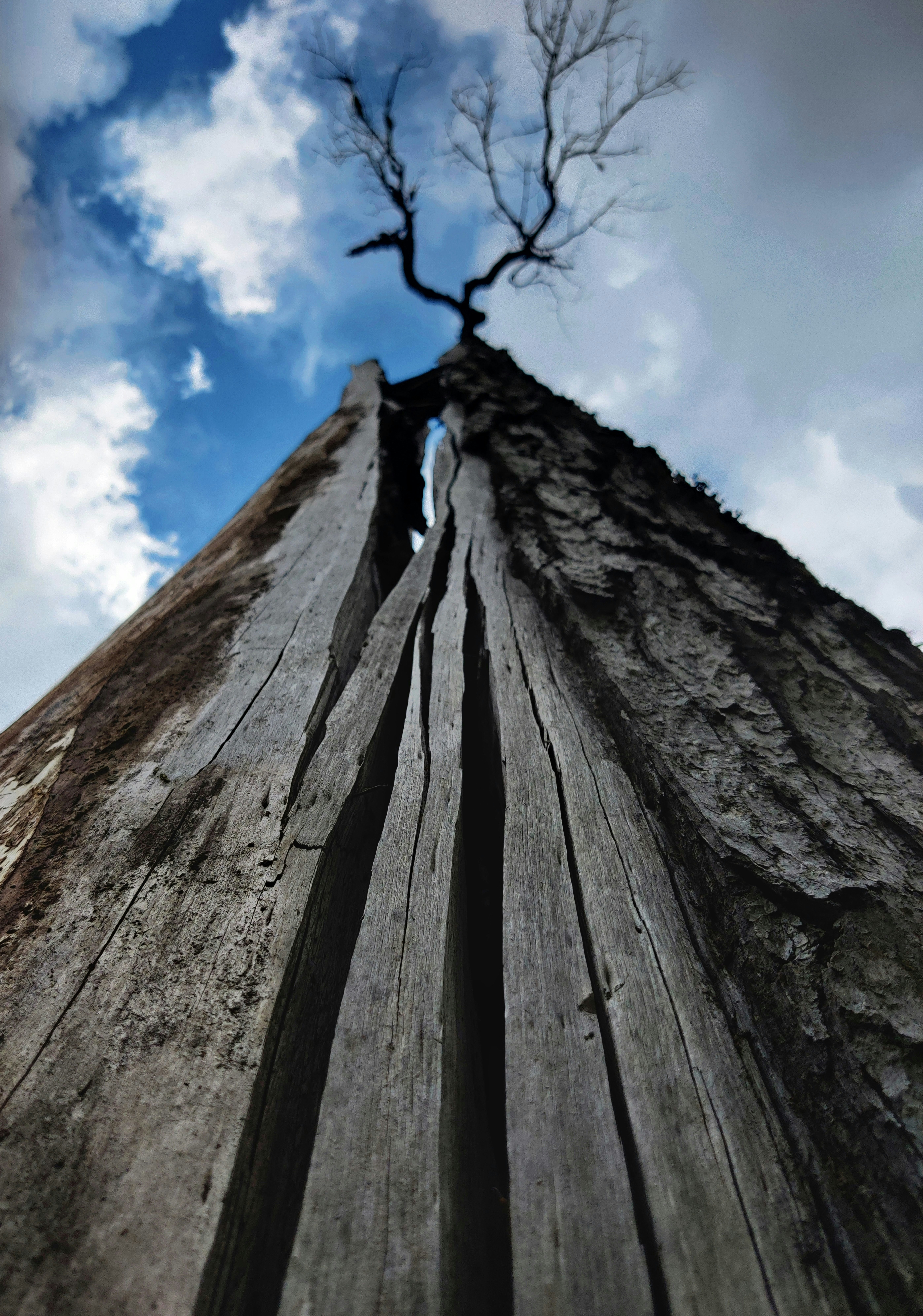 Split Trunk Ascension: A Weathered Pillar Reaches Toward the Sky