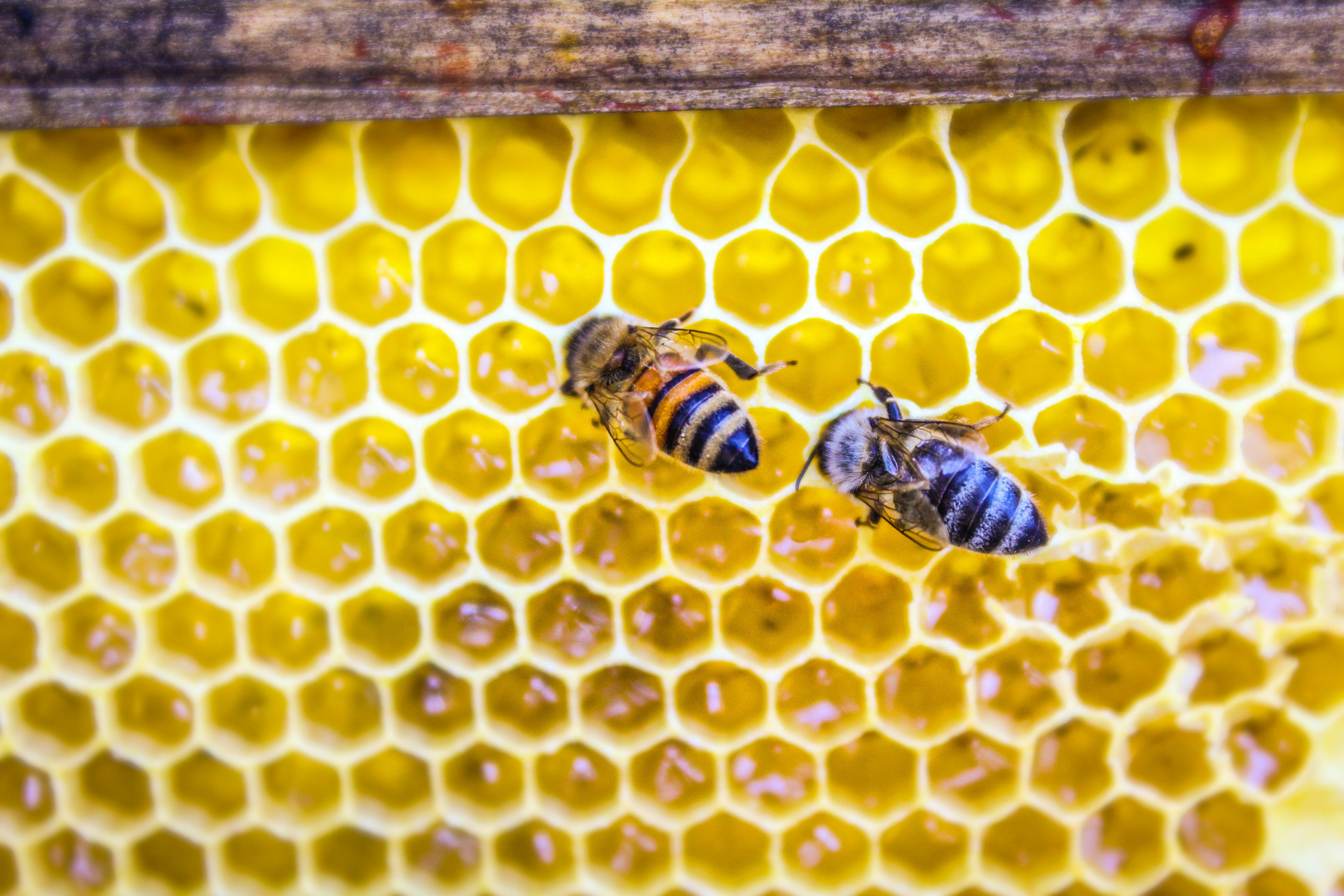 Bees tending to honeycomb cells filled with golden honey, showcasing their vital role in the ecosystem.