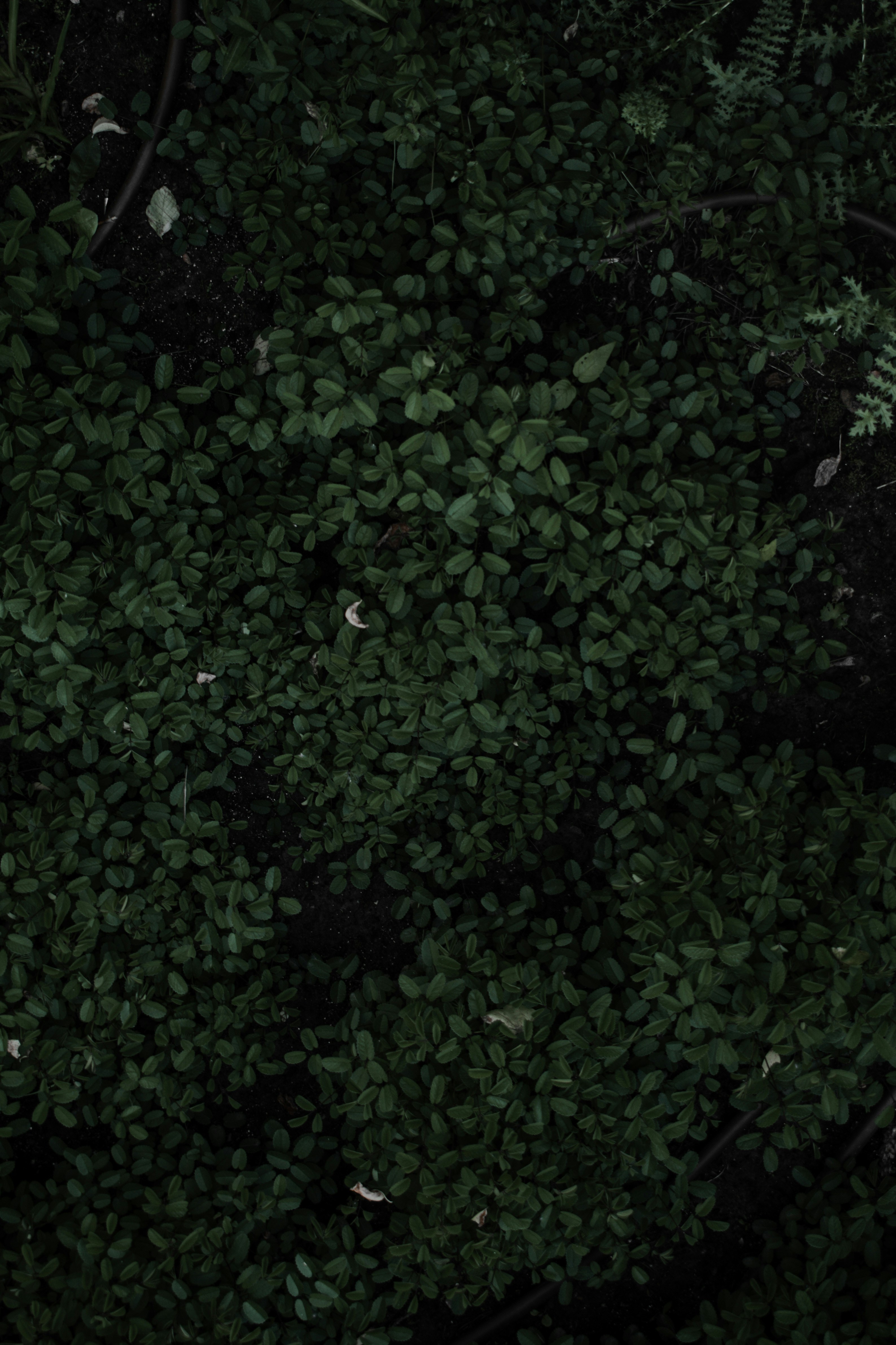 Green leaves on brown soil photo – Free Texture Image on Unsplash
