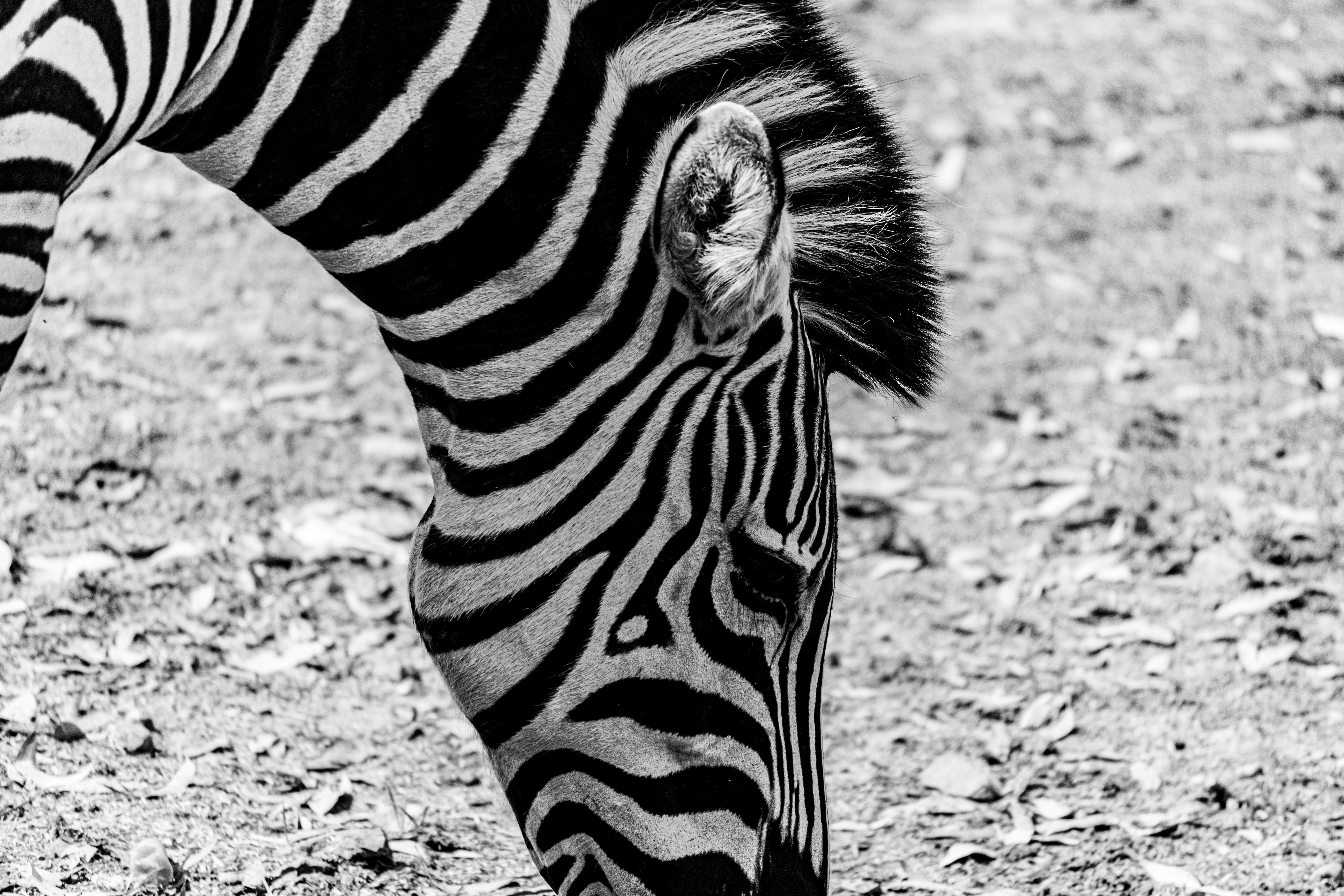 Zebra