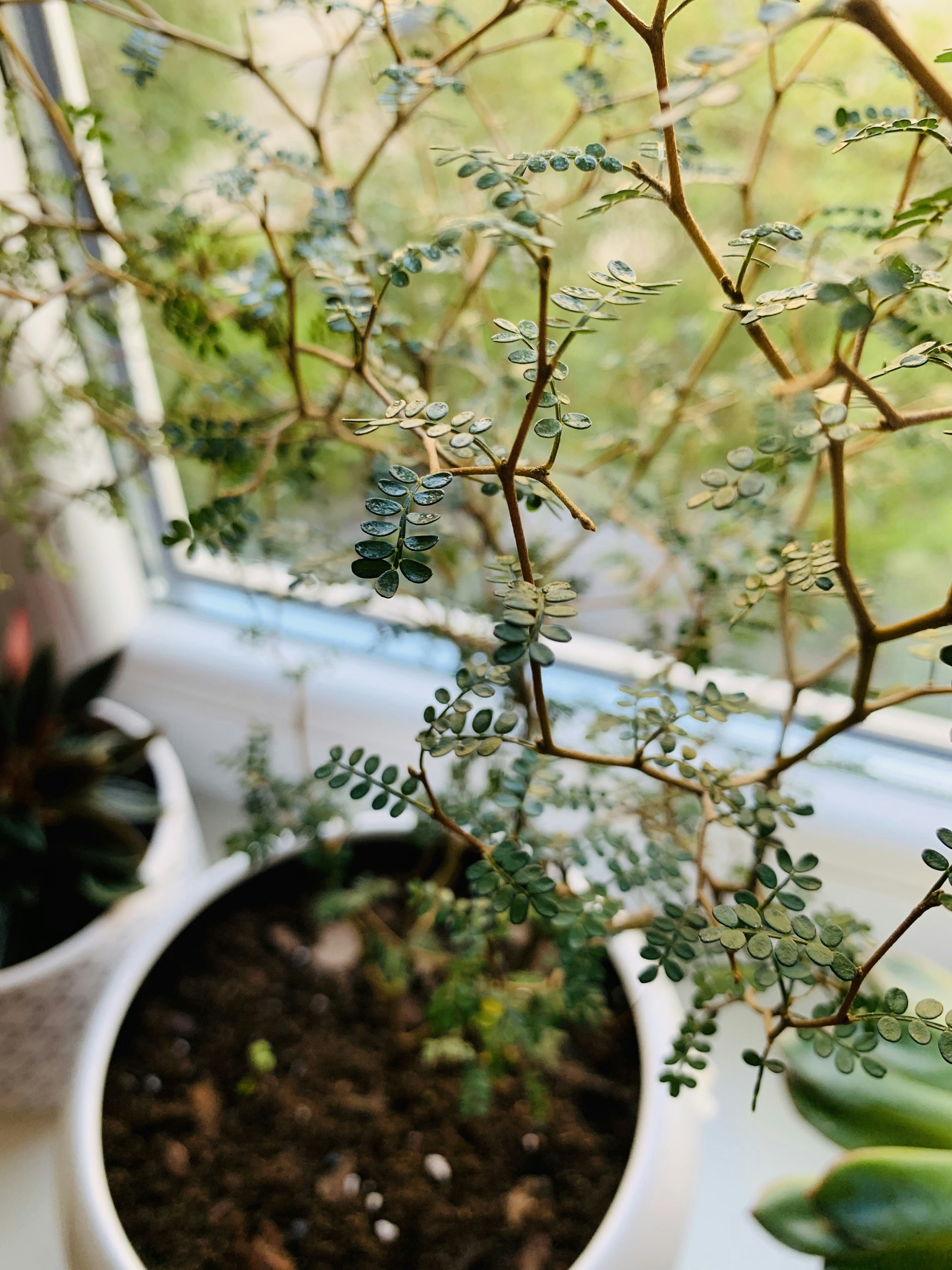 Verdant Tendrils Framing Soft Window Light